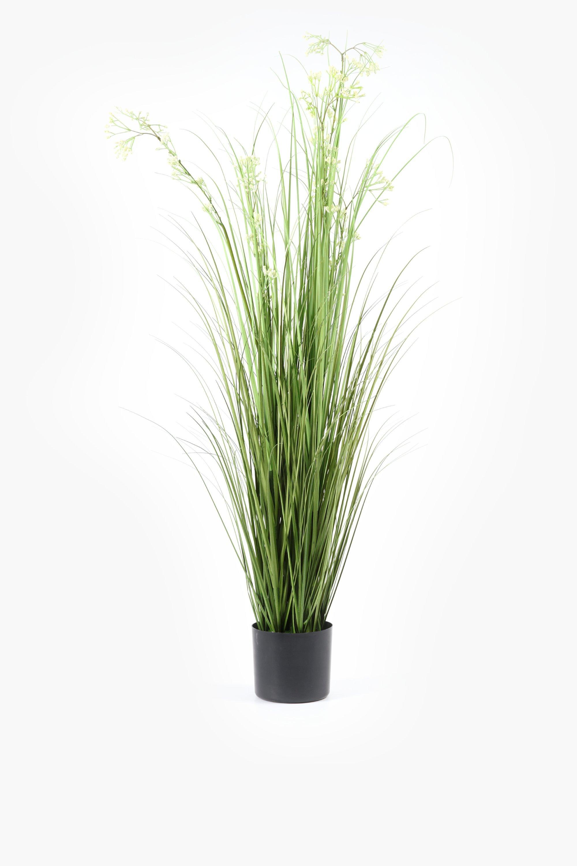 Flowering Grass Potted, 120cm