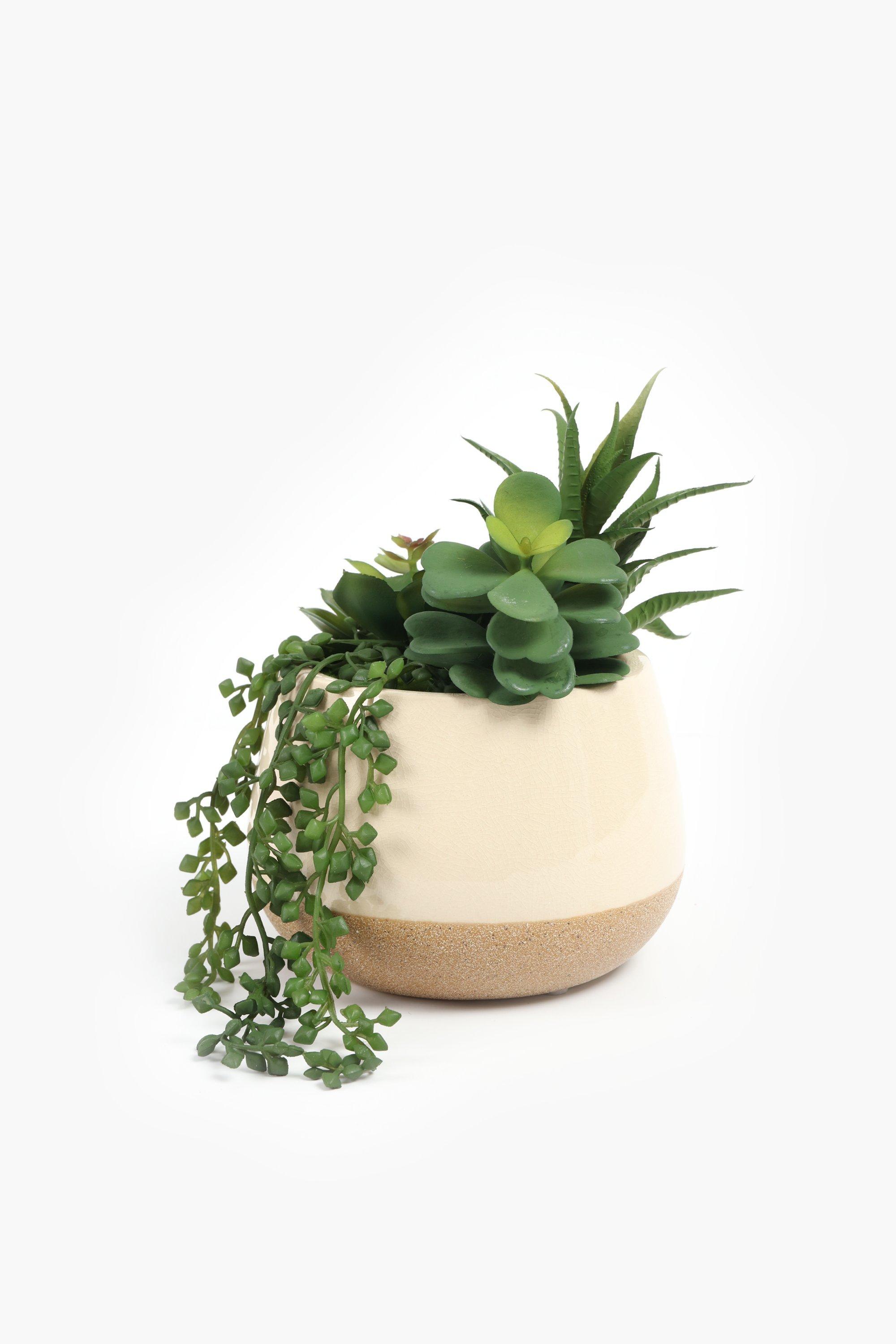 Multi Agave In Two Tone Pot,