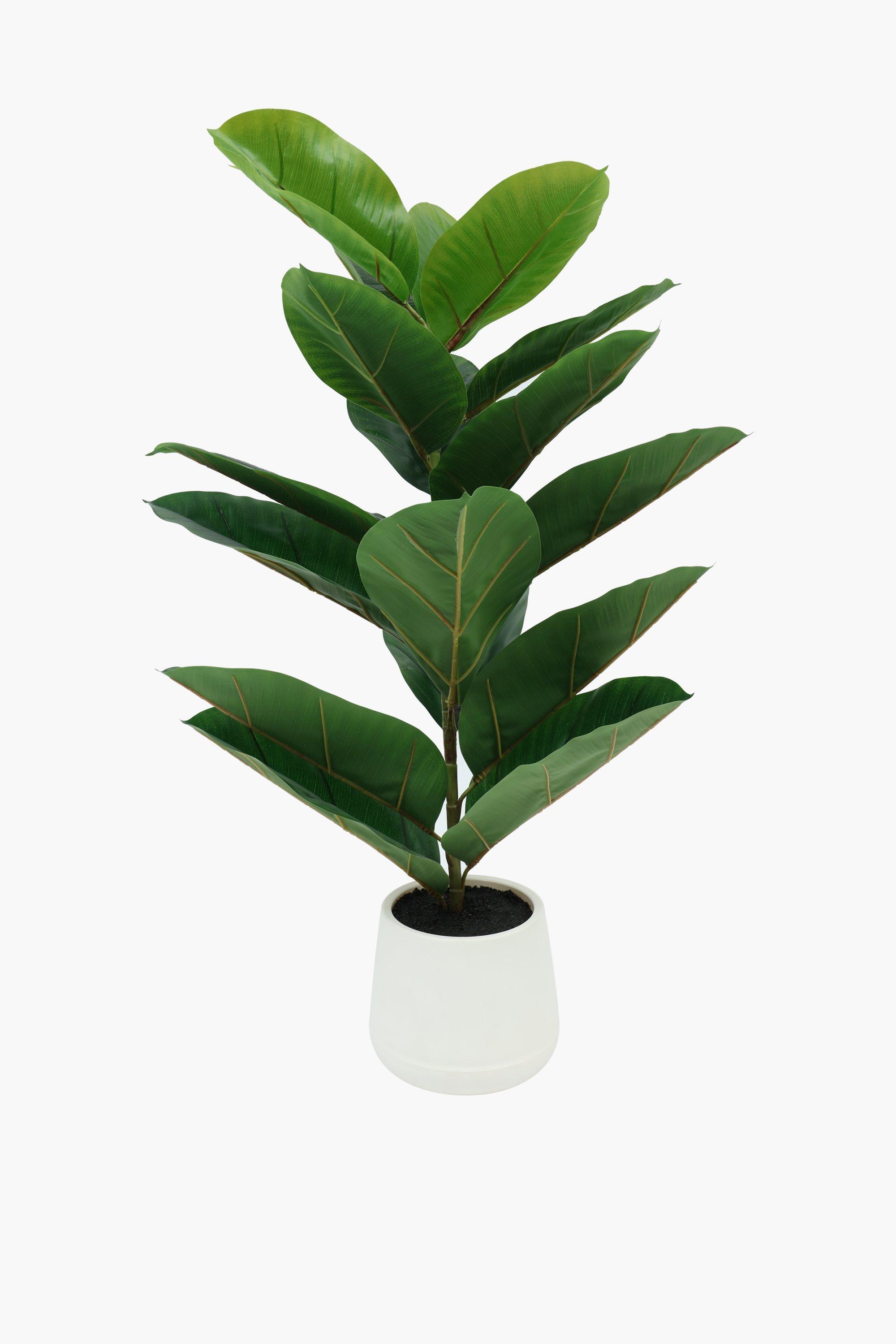 Rubber Tree, 103cm
