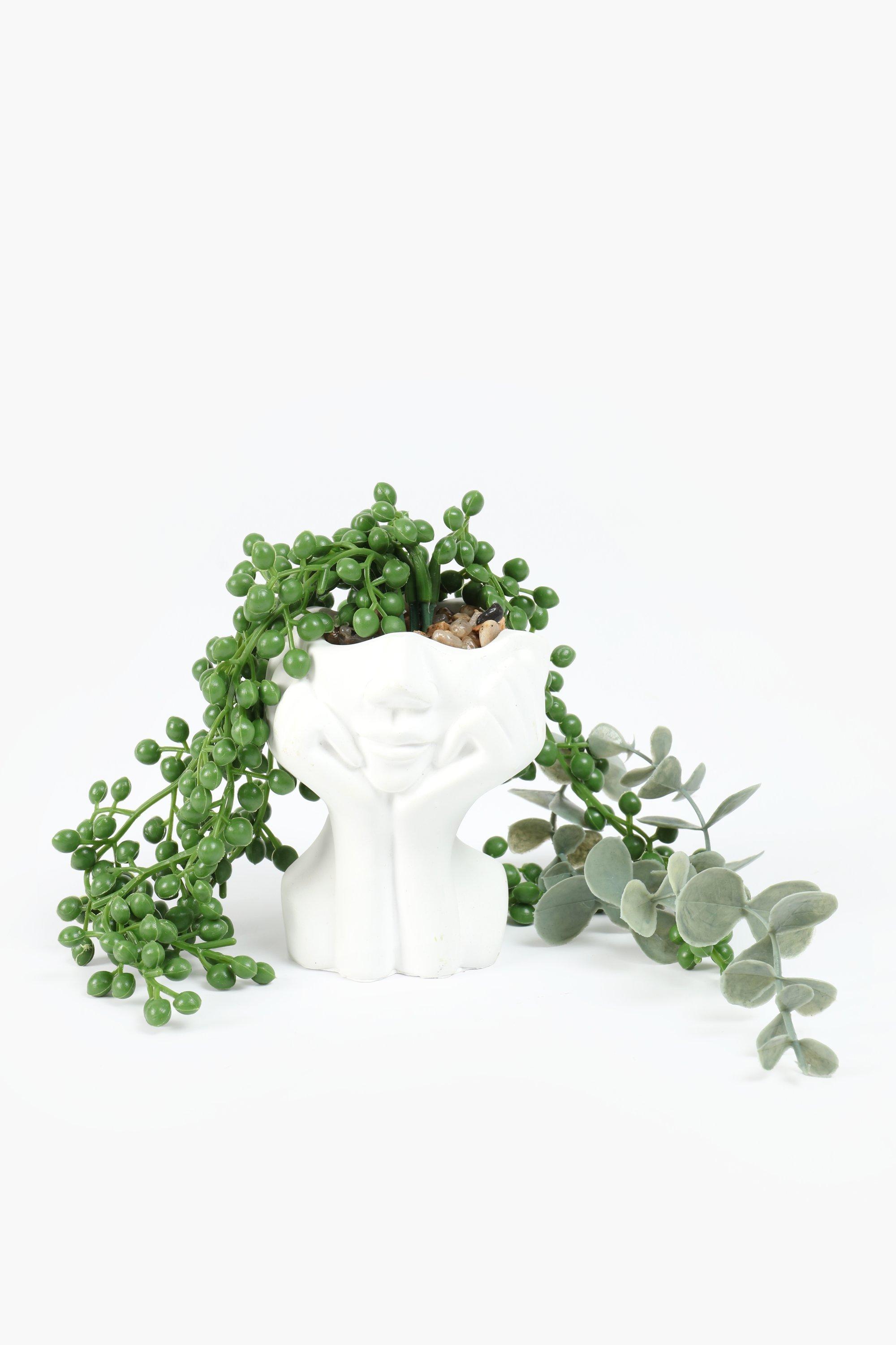 Donkey Tail In Portrait Pot, 8x15cm