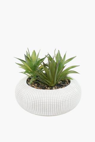 Multi Agave In Round Pot, 20x16cm