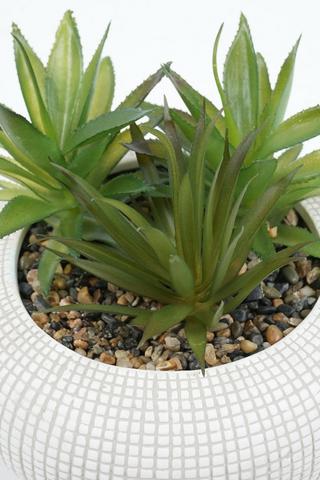 Multi Agave In Round Pot, 20x16cm