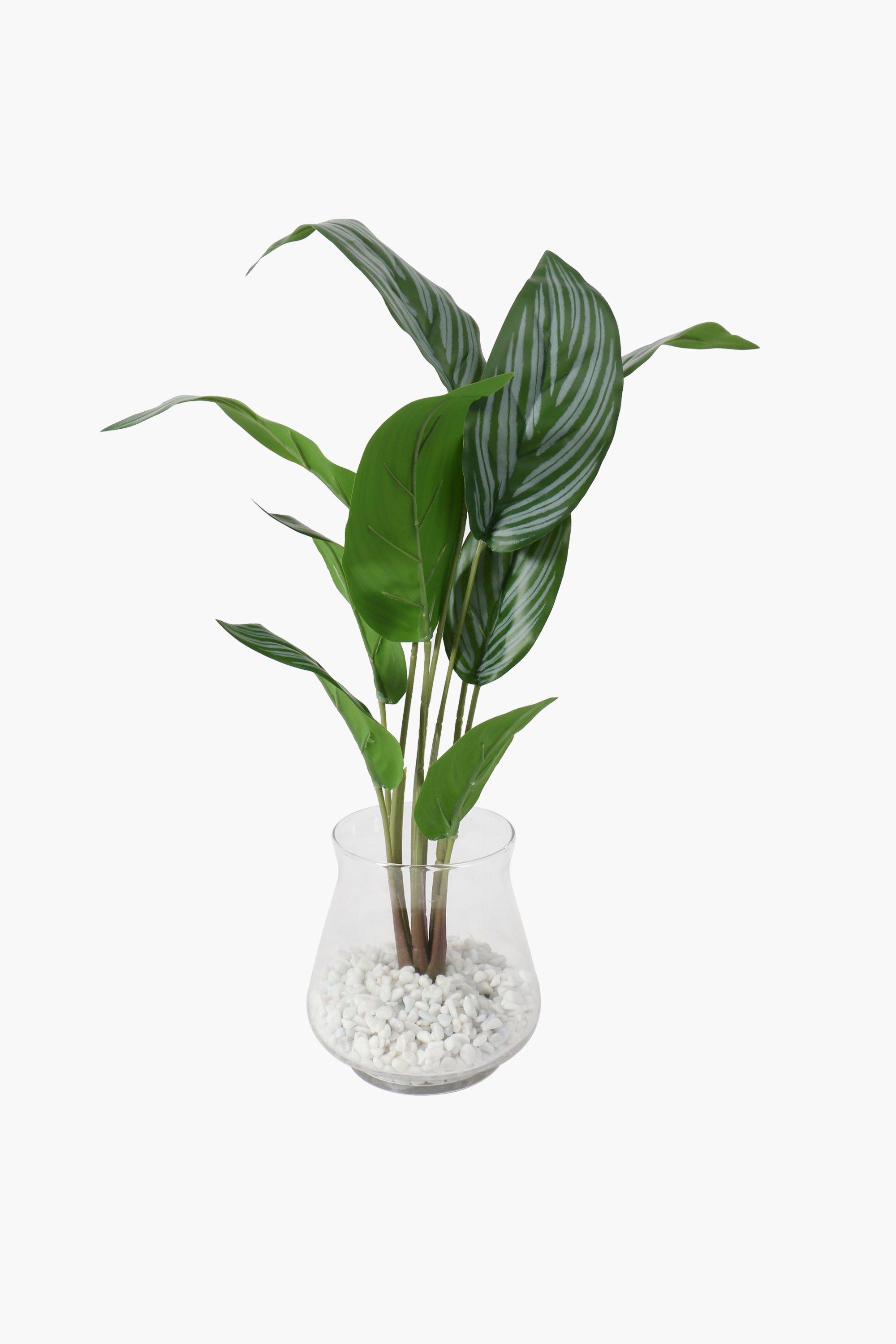 Glass Potted Variegated Plant Tall