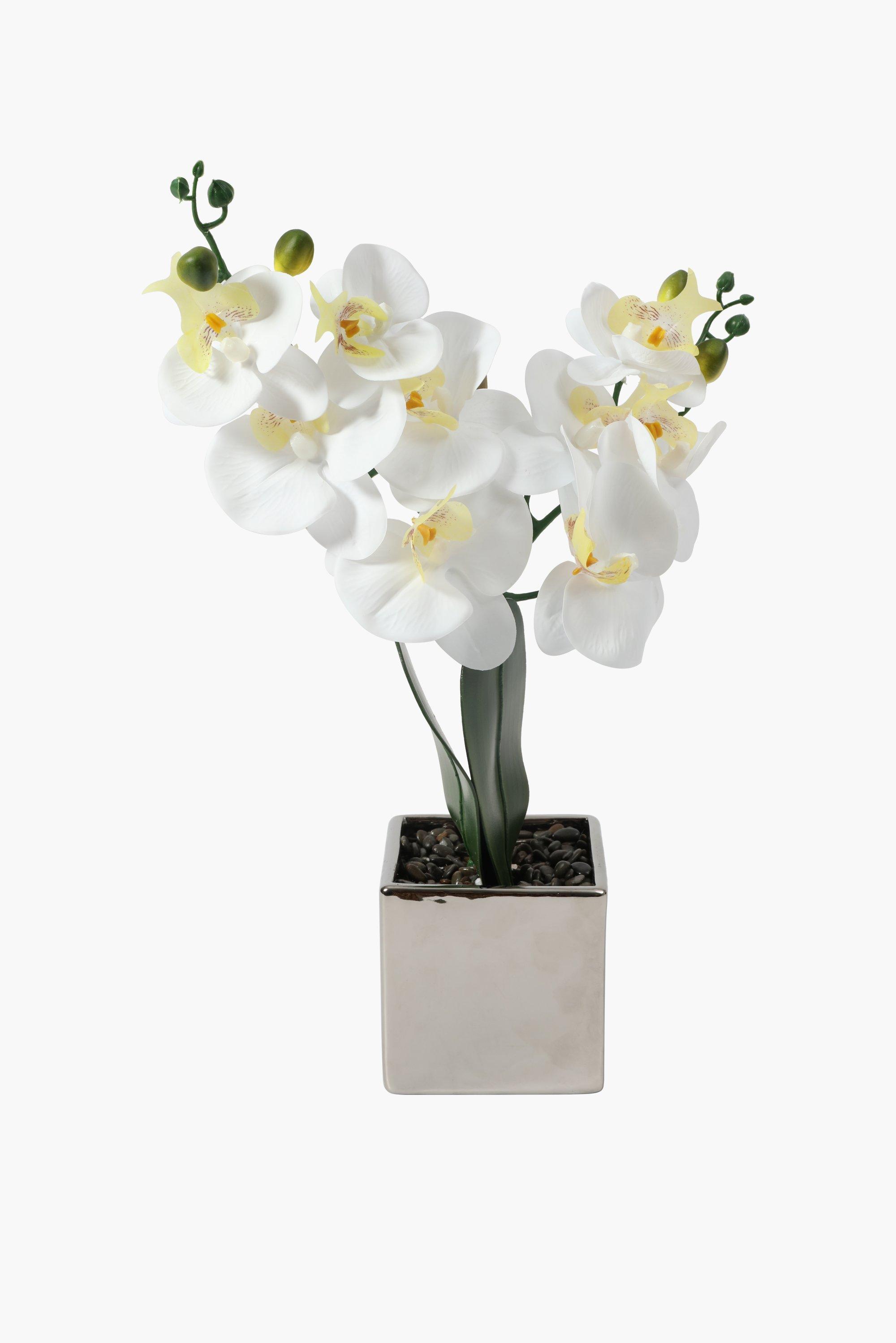 Ceramic Potted Orchid, Medium