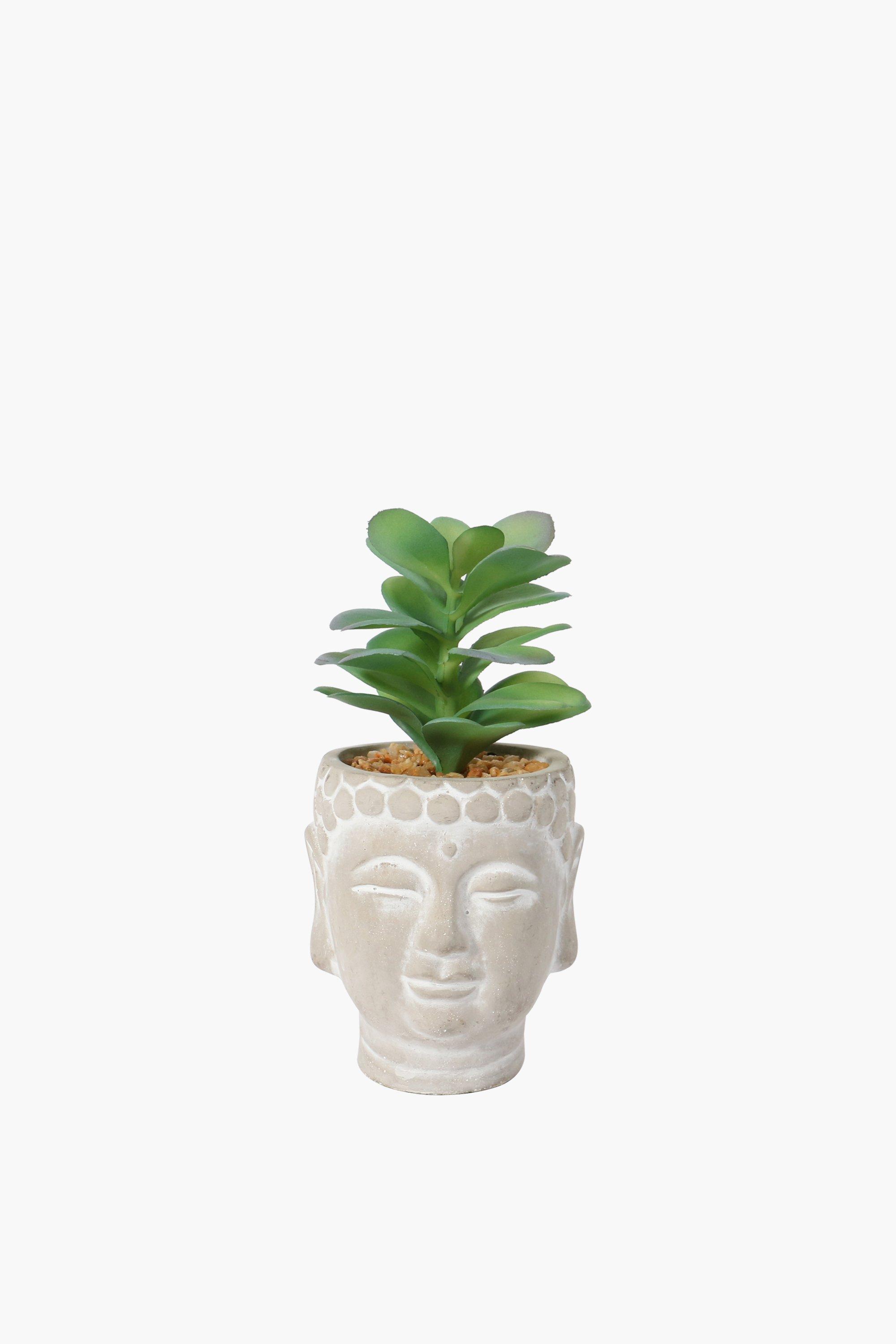 Succulent In Zen Pot Tall