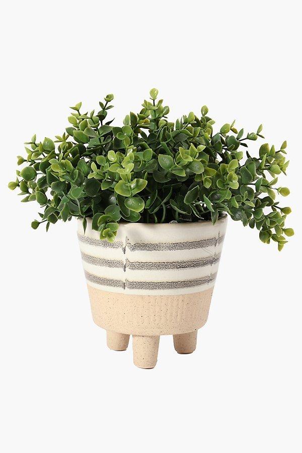 Reactive Potted Green Leaf Plant