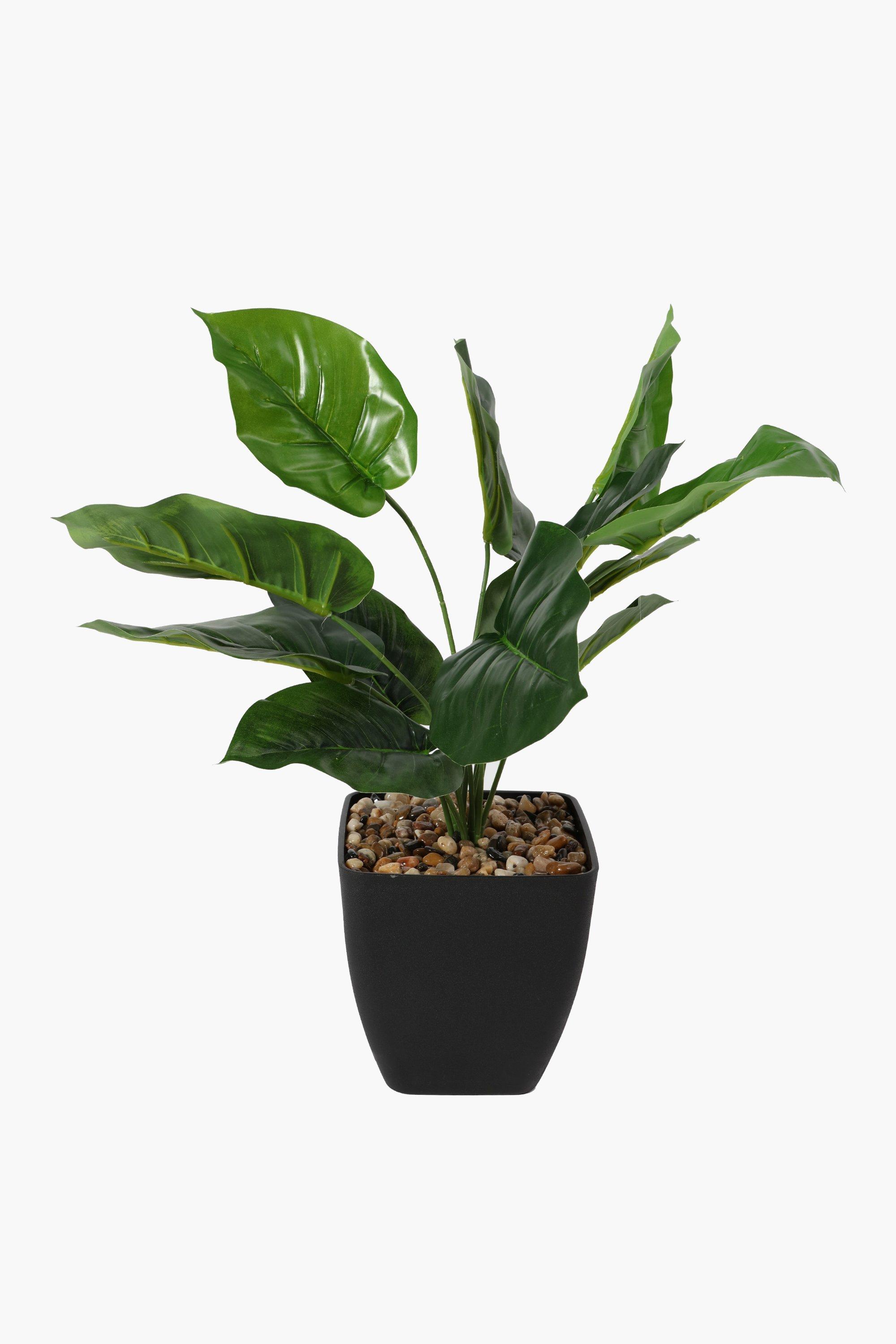 Leafy Potted Plant
