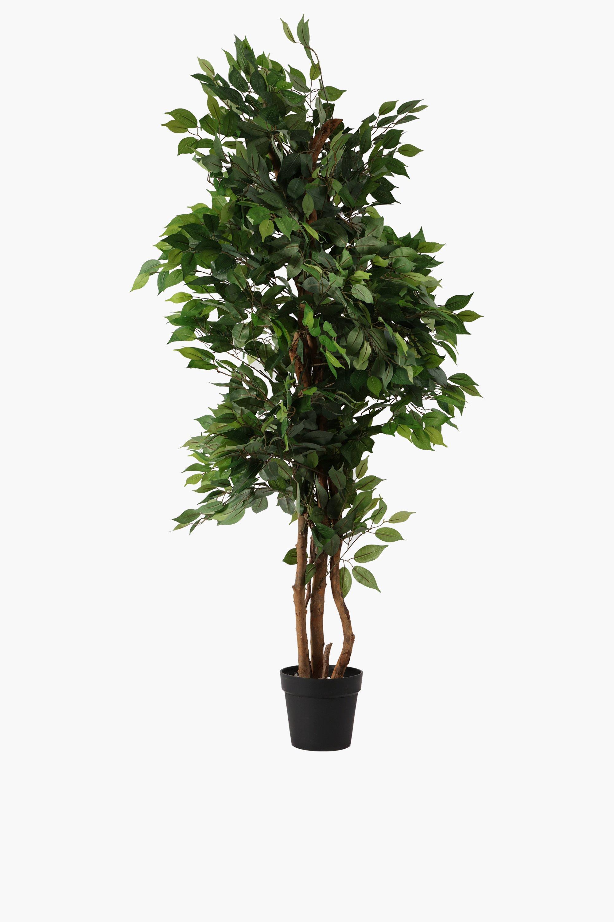 Ficus Tree Large