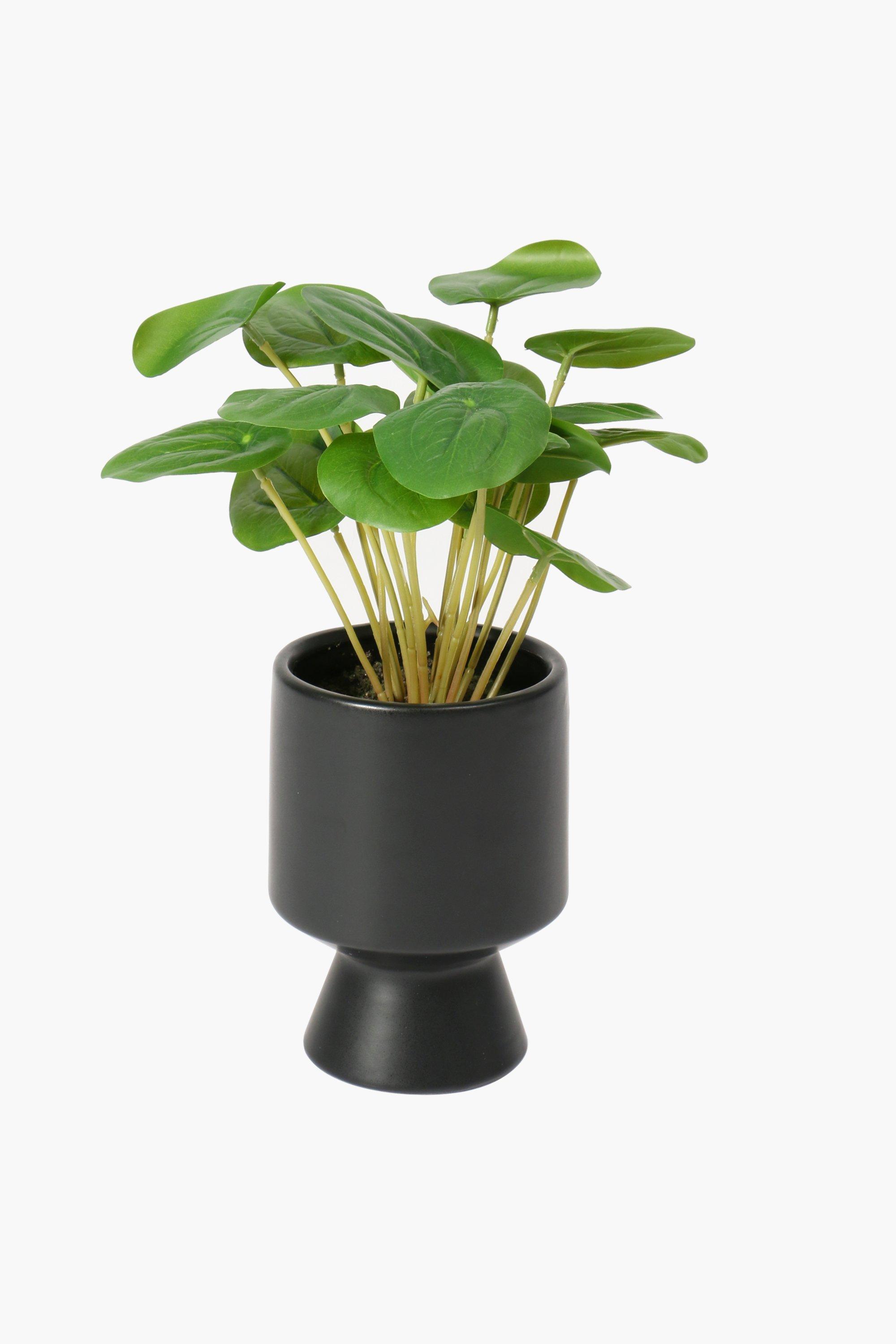 Step Potted Money Plant