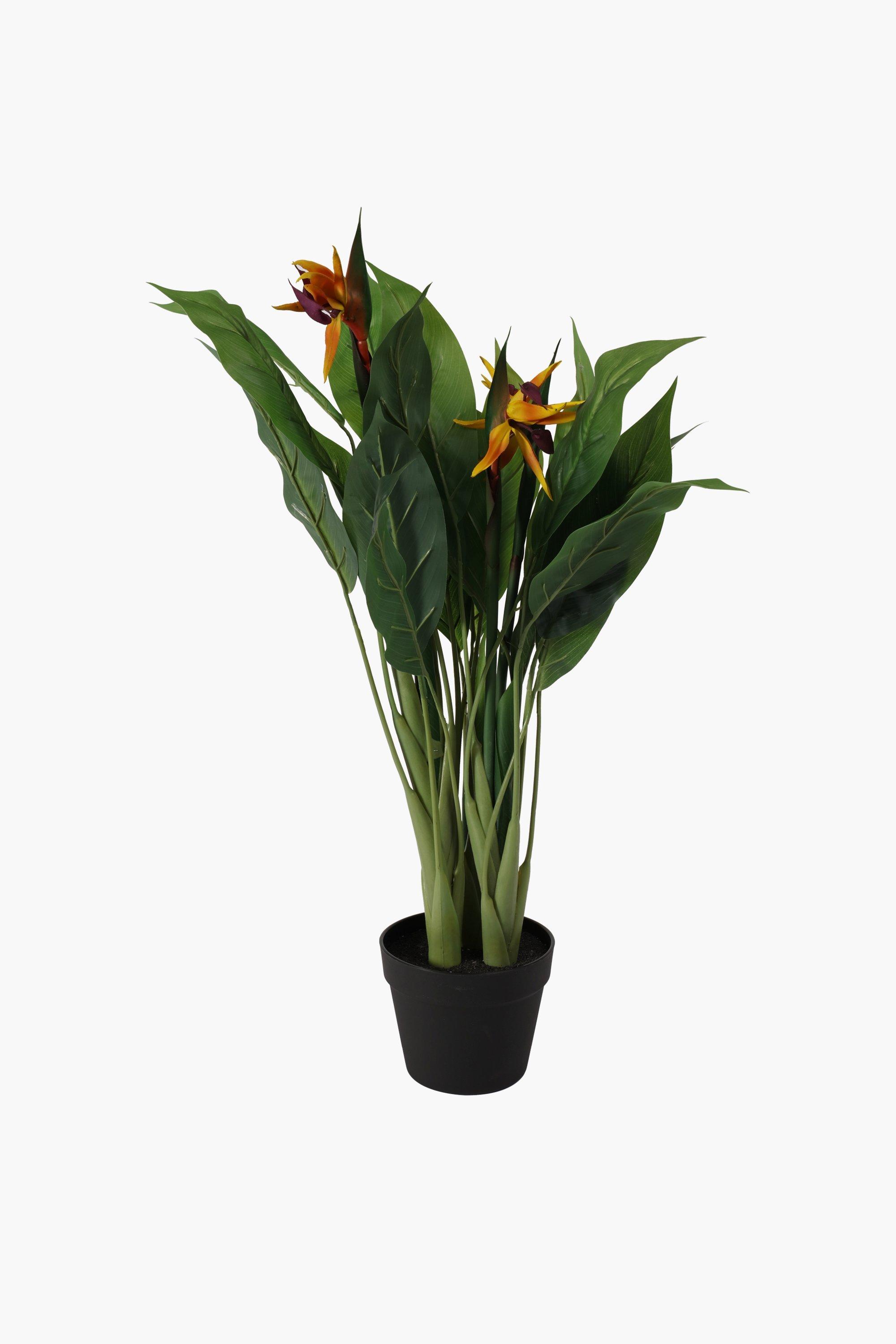 Potted Strelitzia, Medium