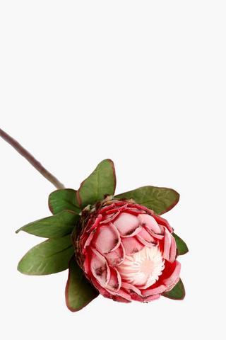 Protea Single Stem