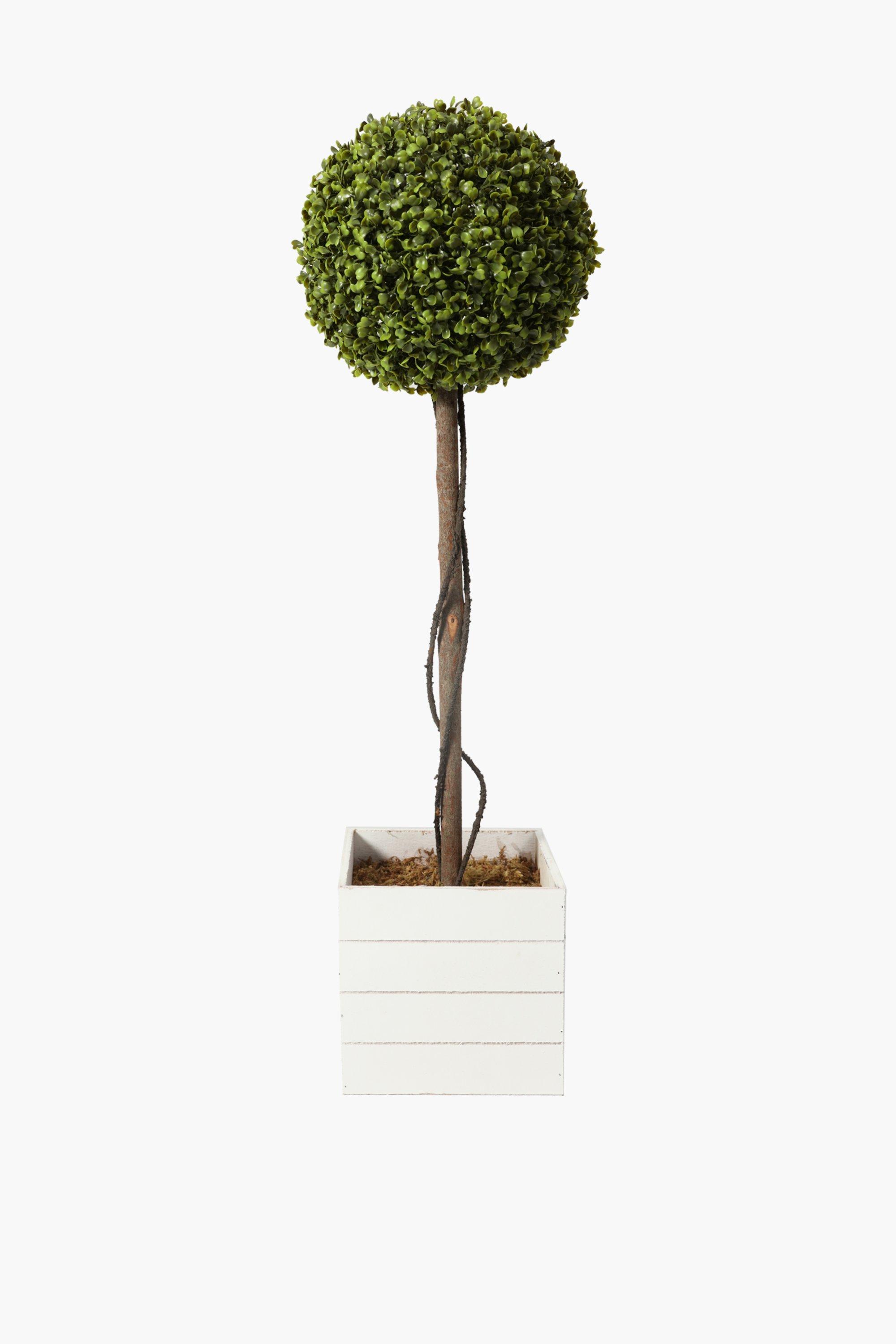 Lollipop Tree In White Pot