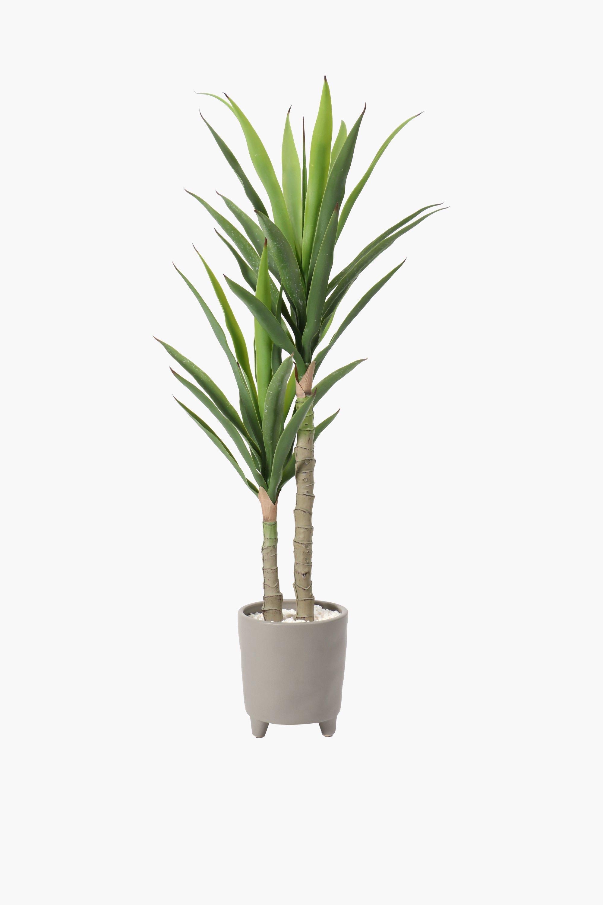 Potted Yucca Tree 115cm