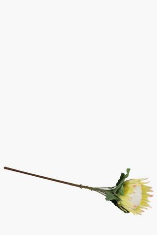 Protea Single Stem
