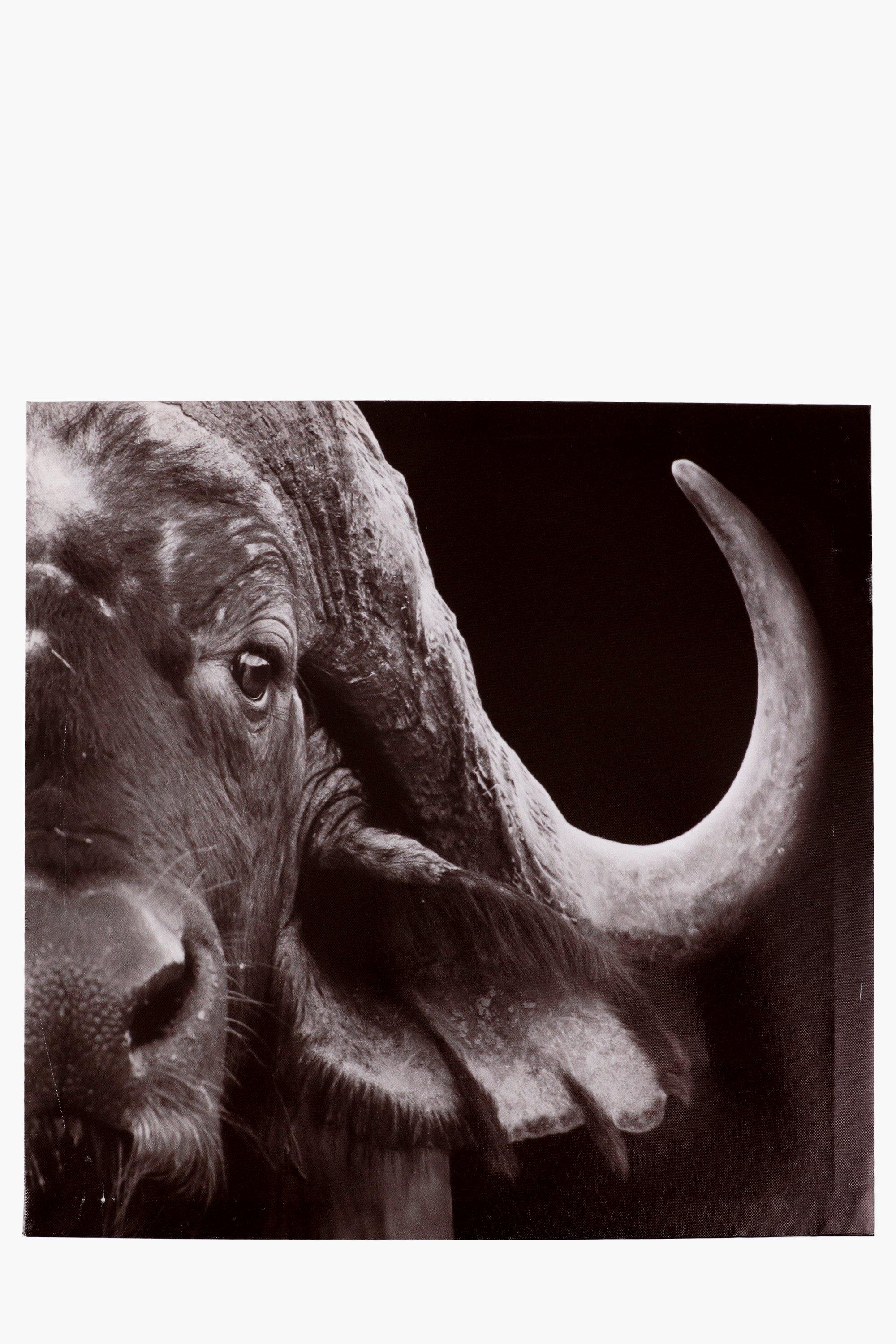 Buffalo Canvas Wall Art, 40cm
