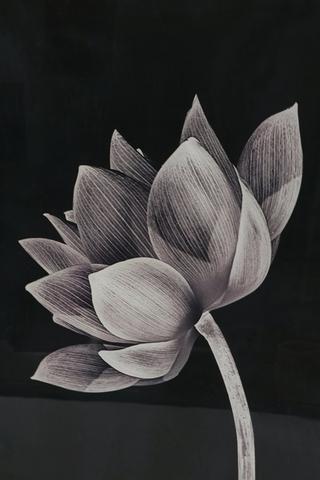Glass Japanese Flower, 60x60cm