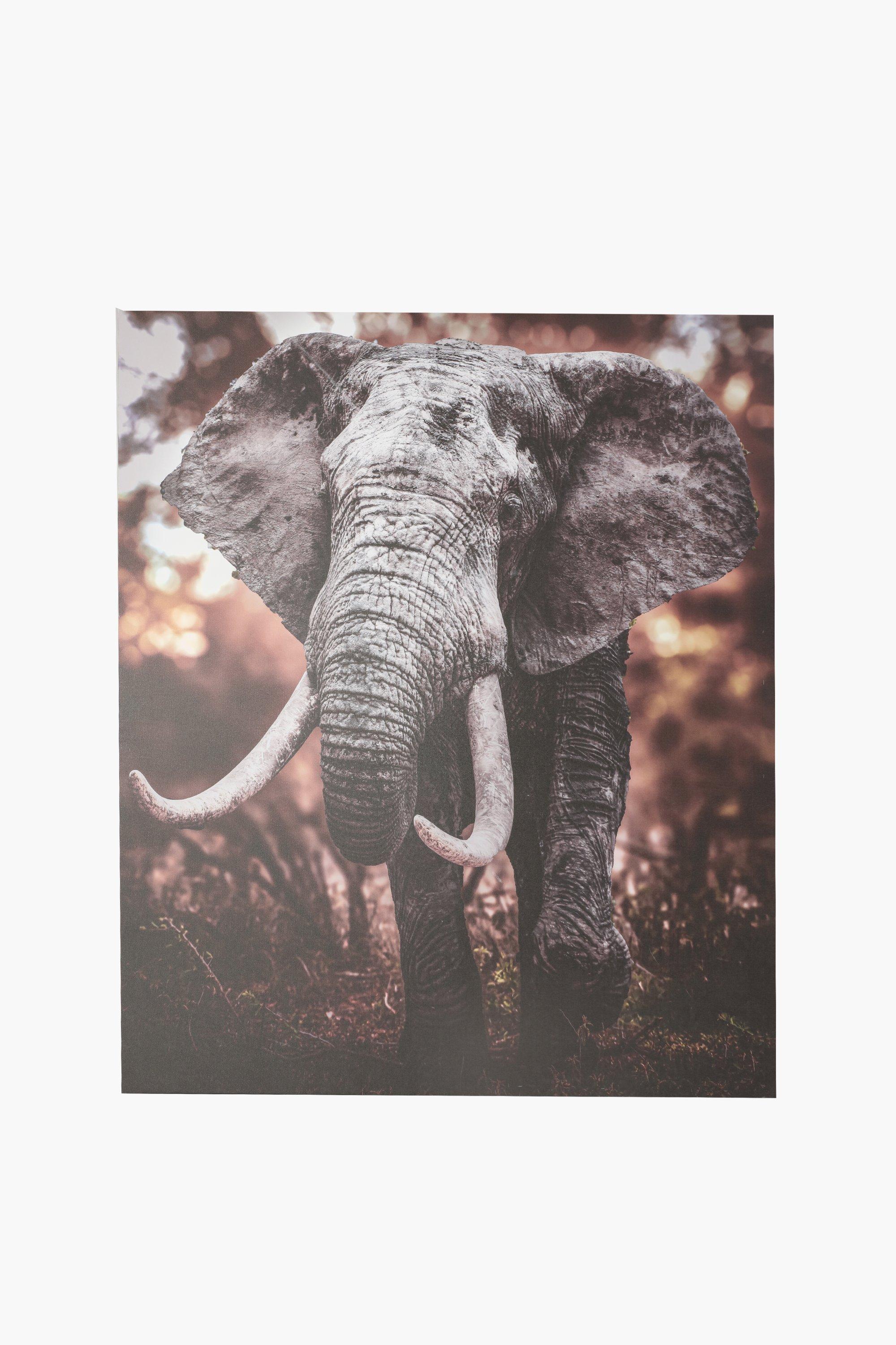 Simon Smith Elephant Canvas