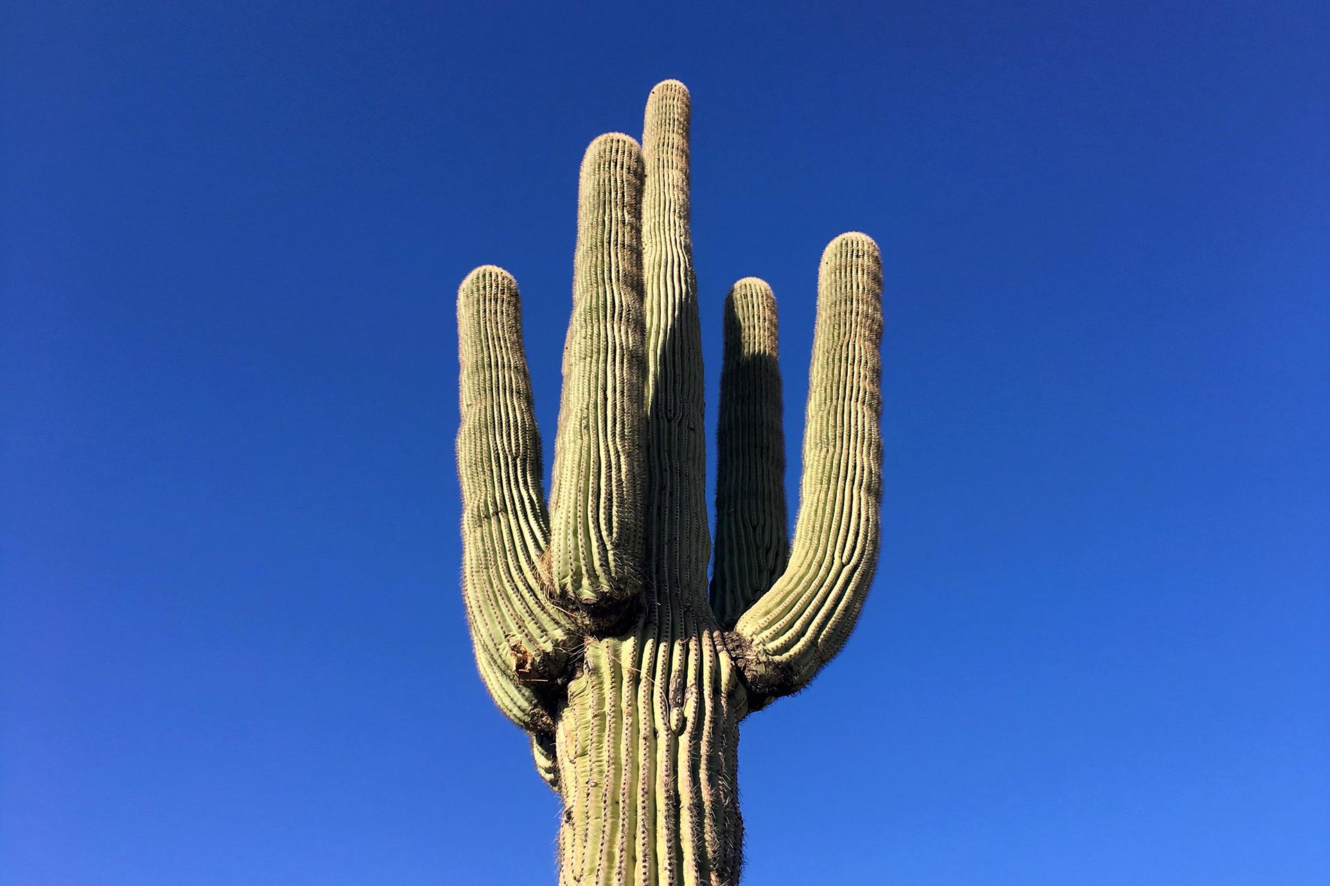 The Platform Culture