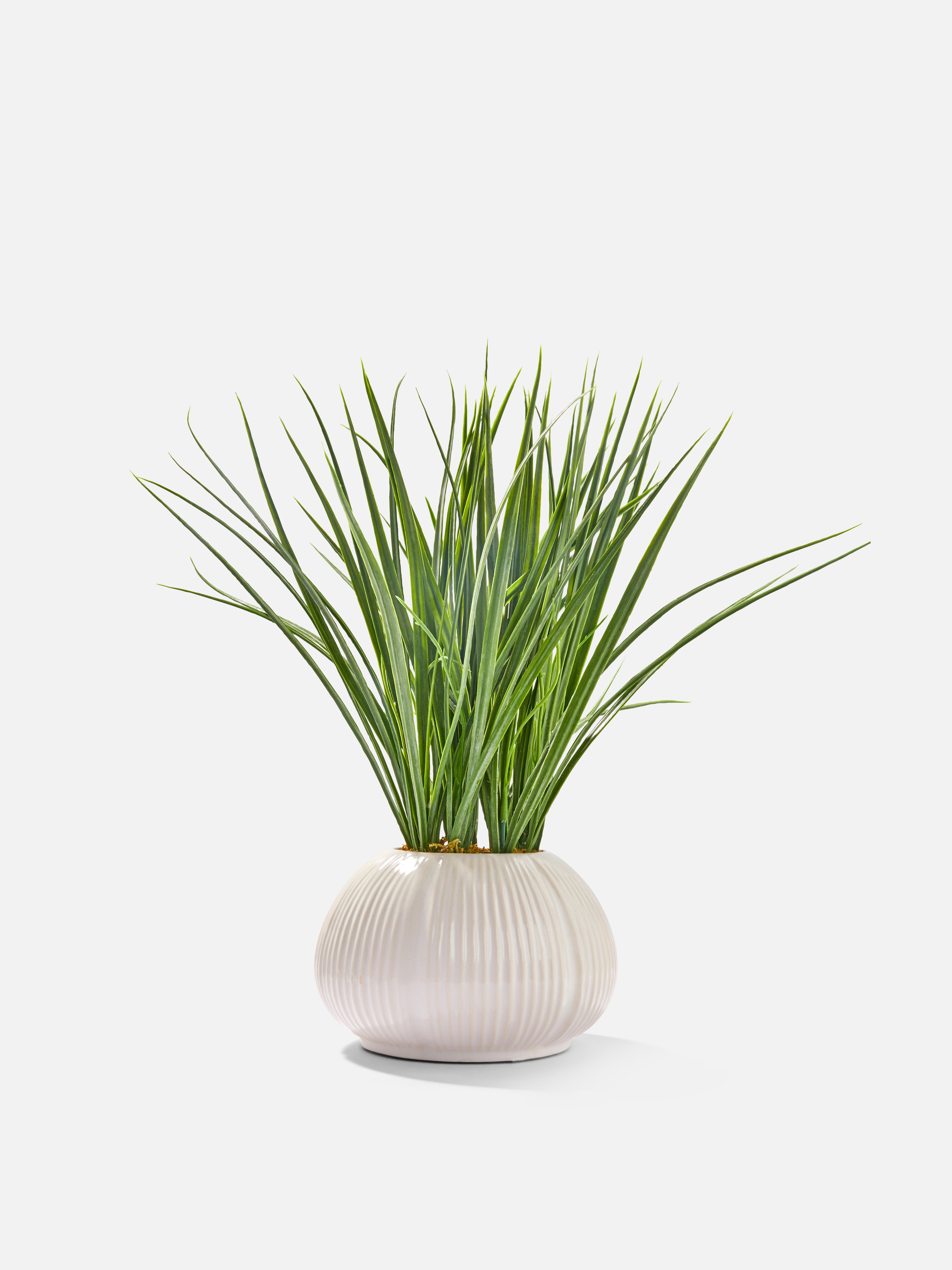 Faux Plants & Flowers | Primark