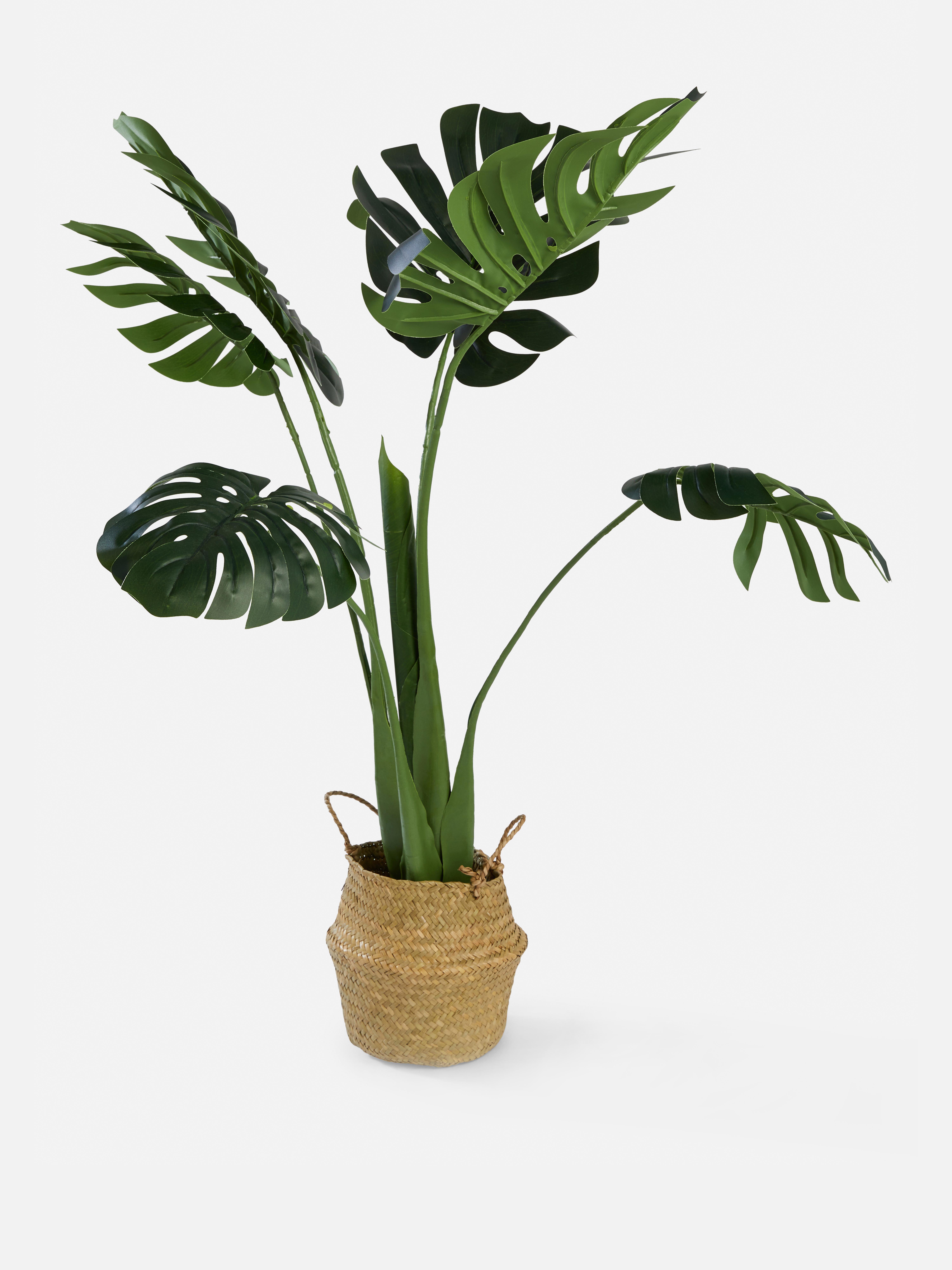 Faux Plants & Flowers | Primark