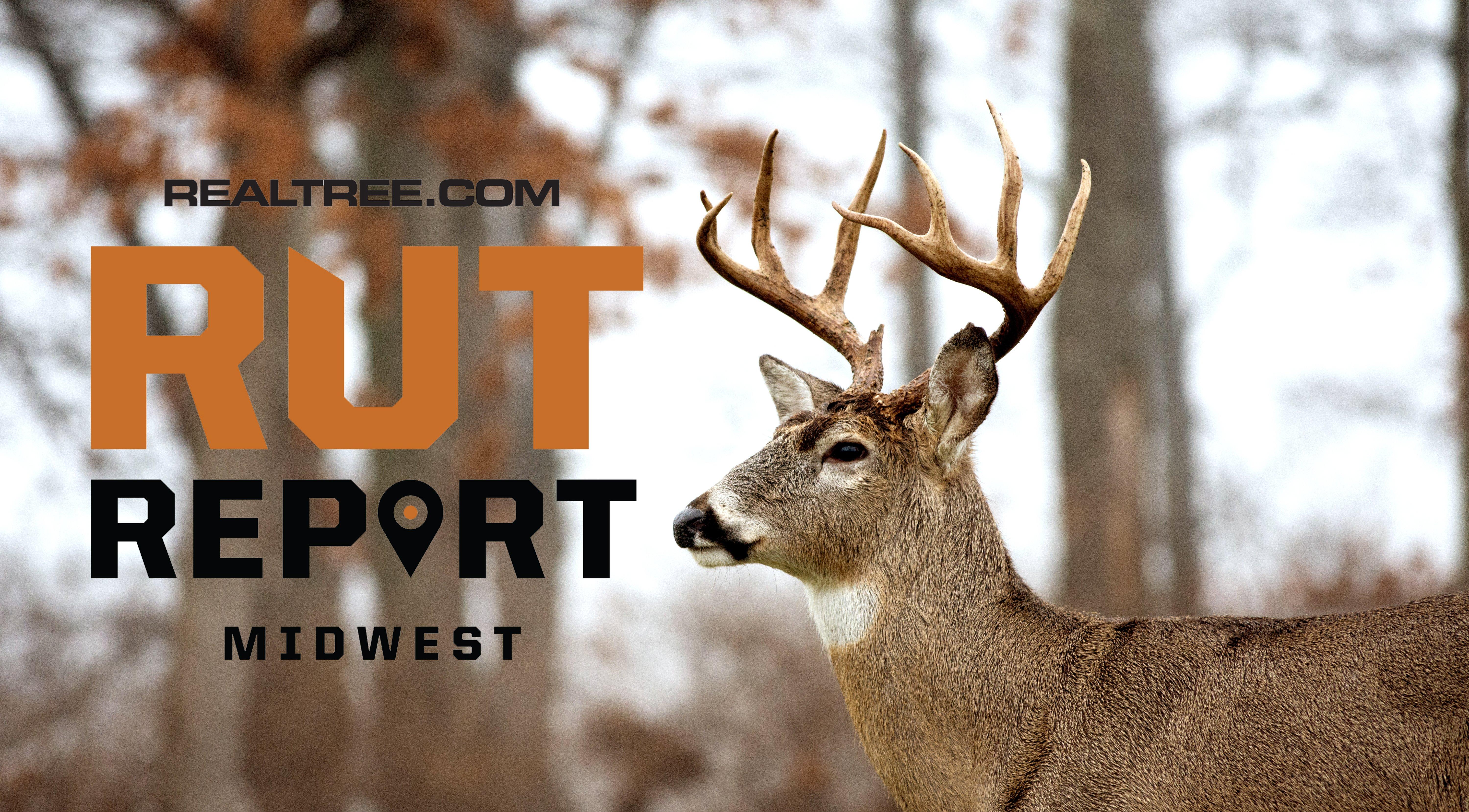 Midwest Buck Movement and Rut Sign Are Ramping Up - Realtree Camo