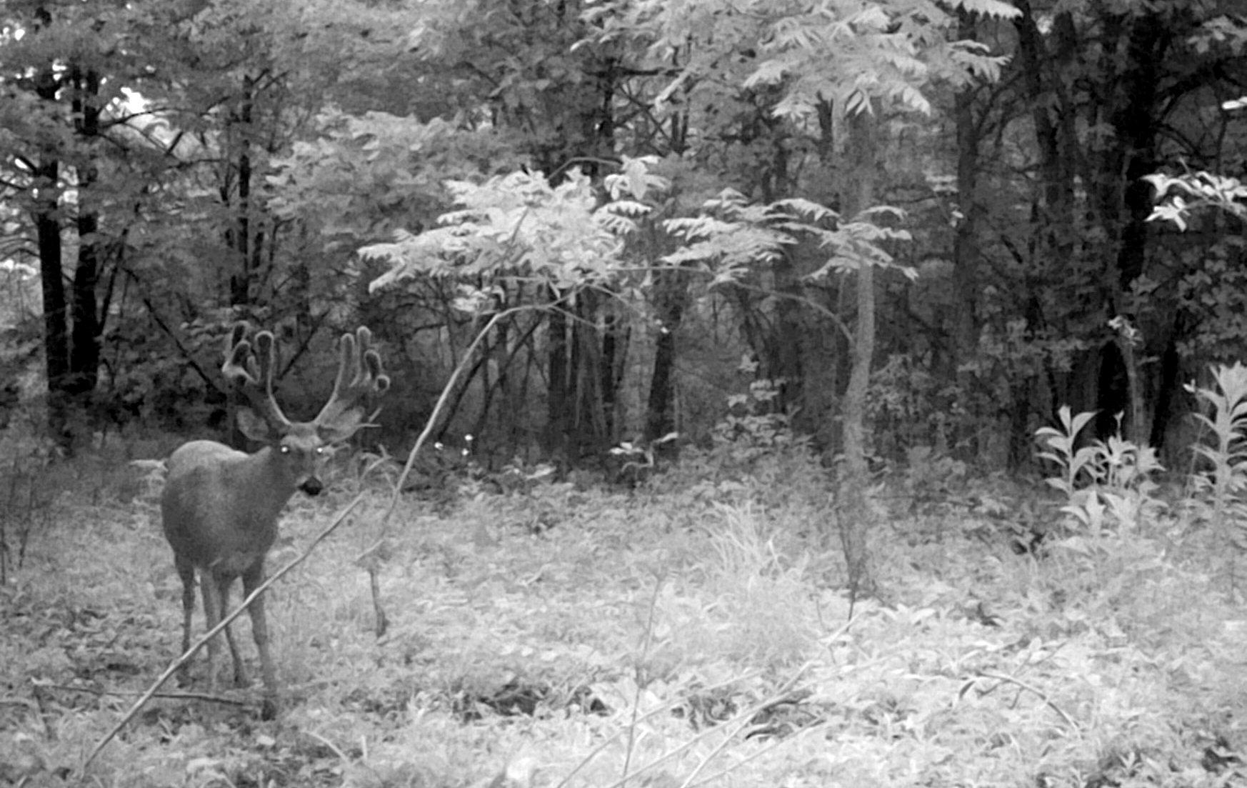 Ohio Crossbow Hunter Bags Giant Buck with 12-Inch Brow Tines - Realtree ...