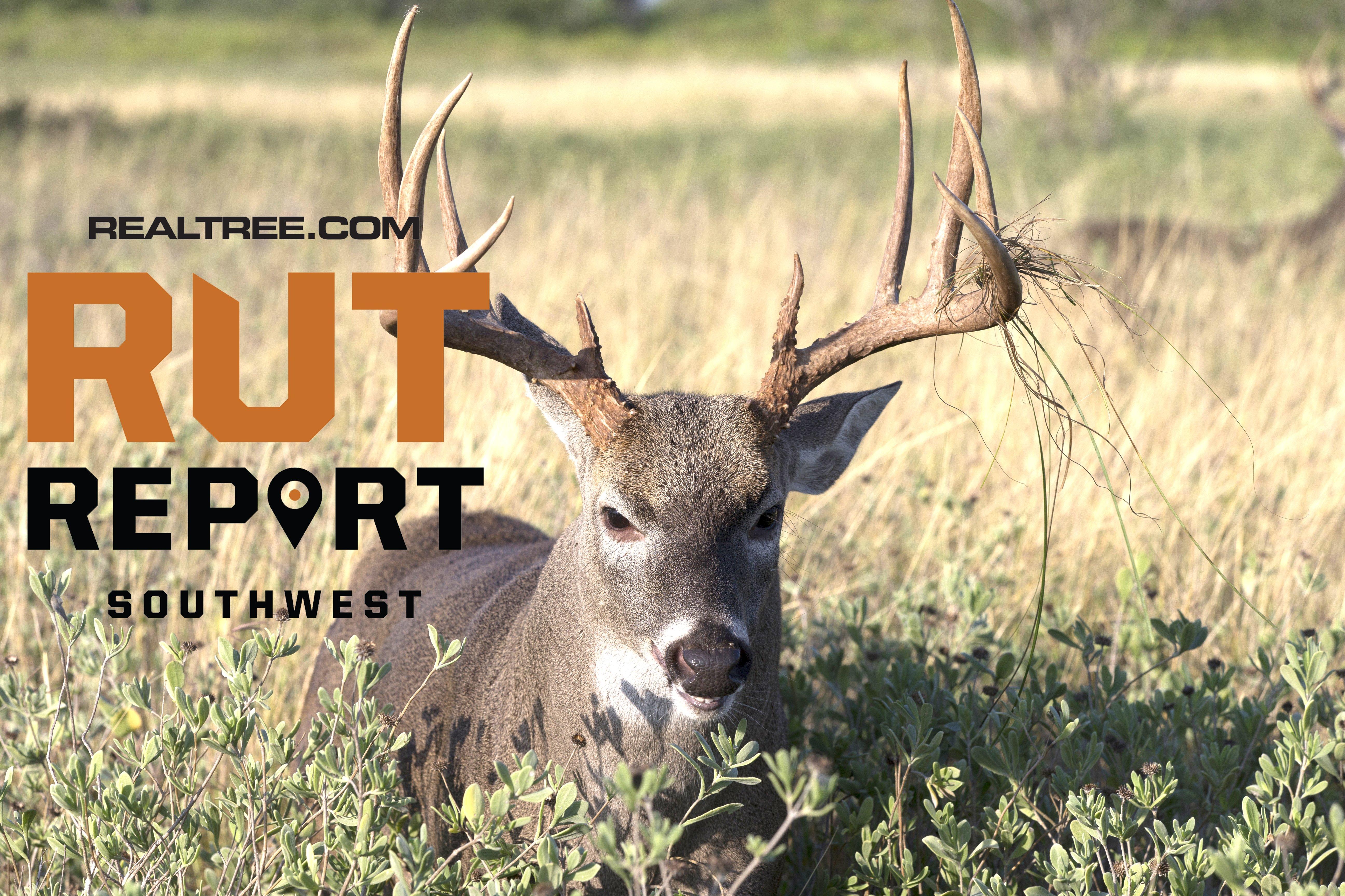 Elk Rut Winding Down, Mule Deer Starting to Move in Southwest ...