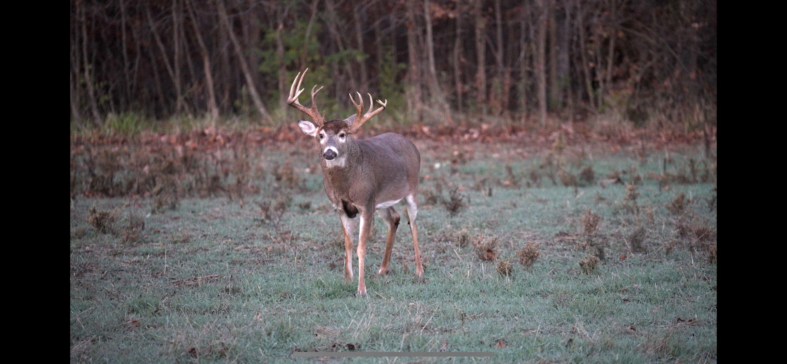Buck With Busted Skull Squares off to Fight Decoy - Realtree Camo