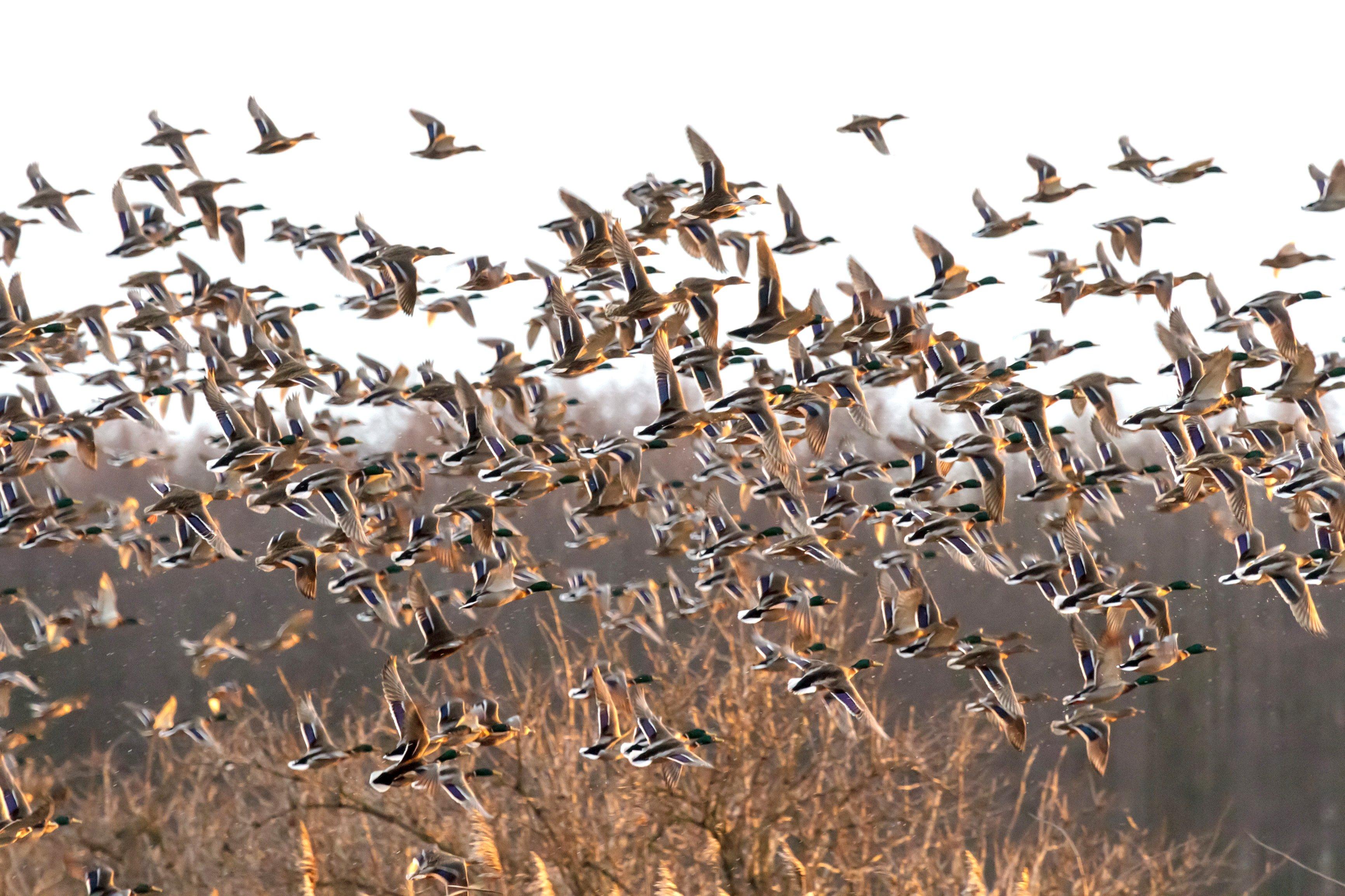 Duck Hunting Returns to Popular Missouri Refuge - Realtree Camo