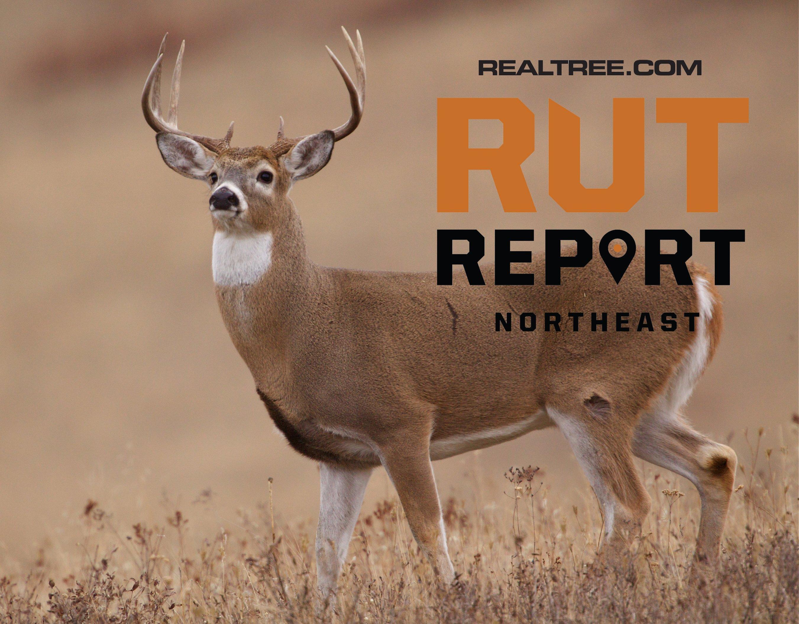 The Rut is About to Explode in the Northeast - Realtree Camo