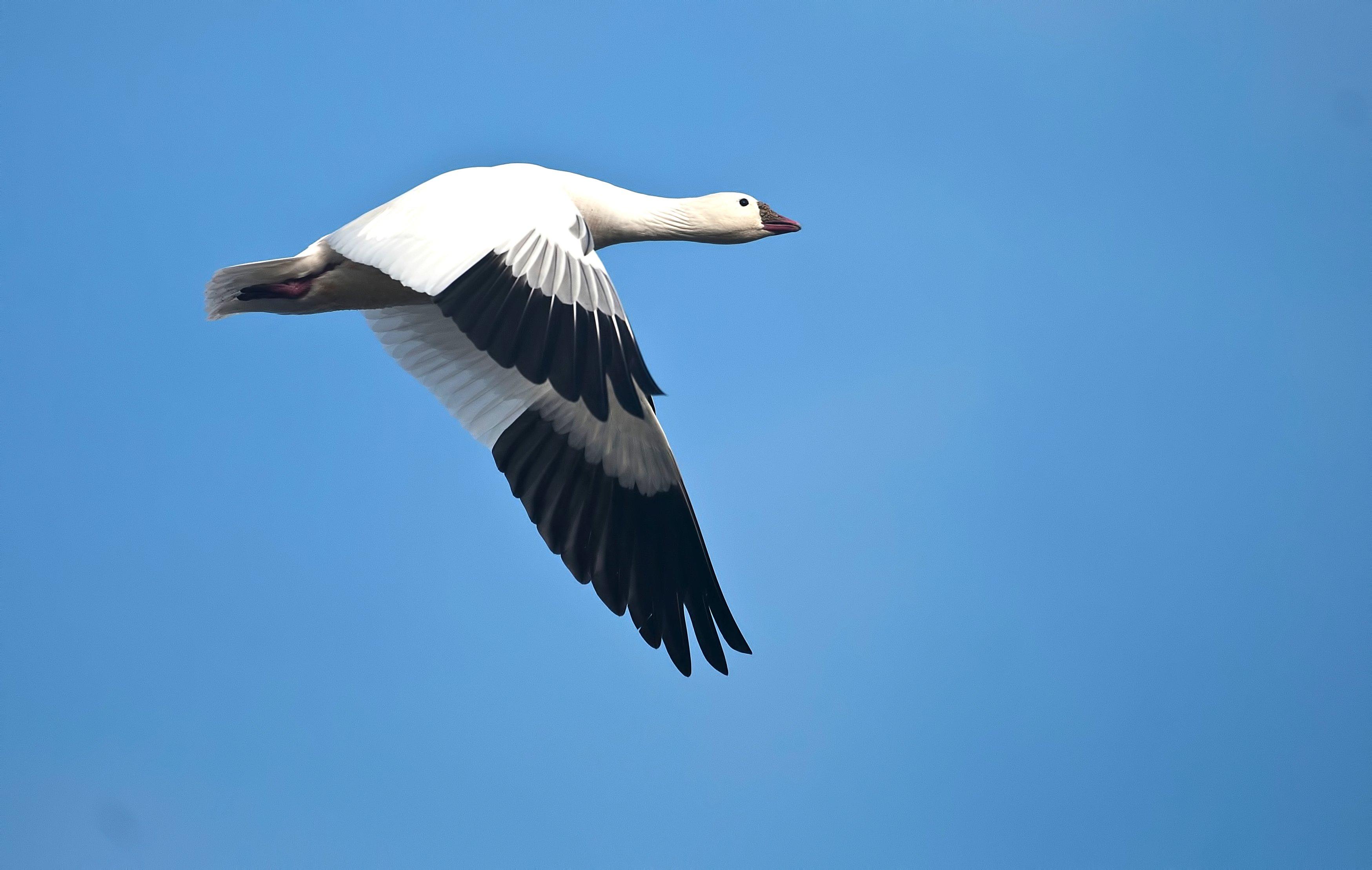 A Duck Hunter’s New Year’s Wish List - Realtree Camo