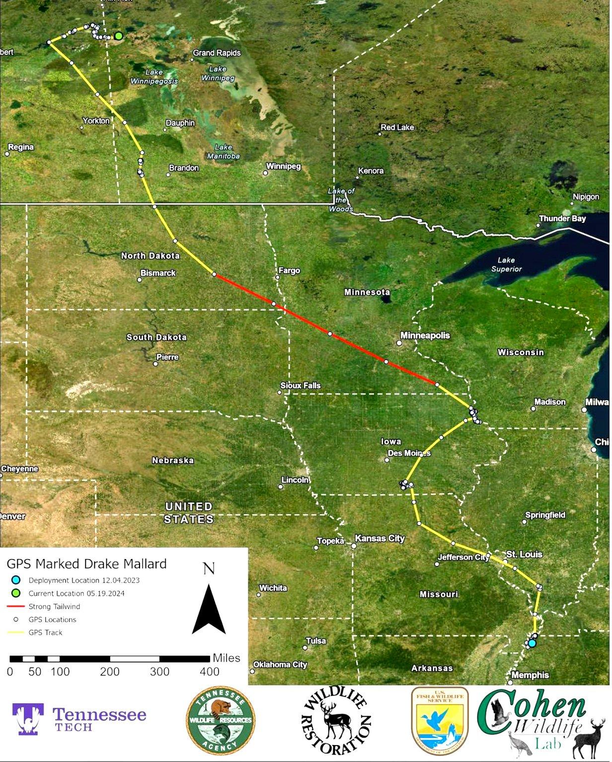 Migrating Mallard Tops 100 MPH Flight Speed - Realtree Camo