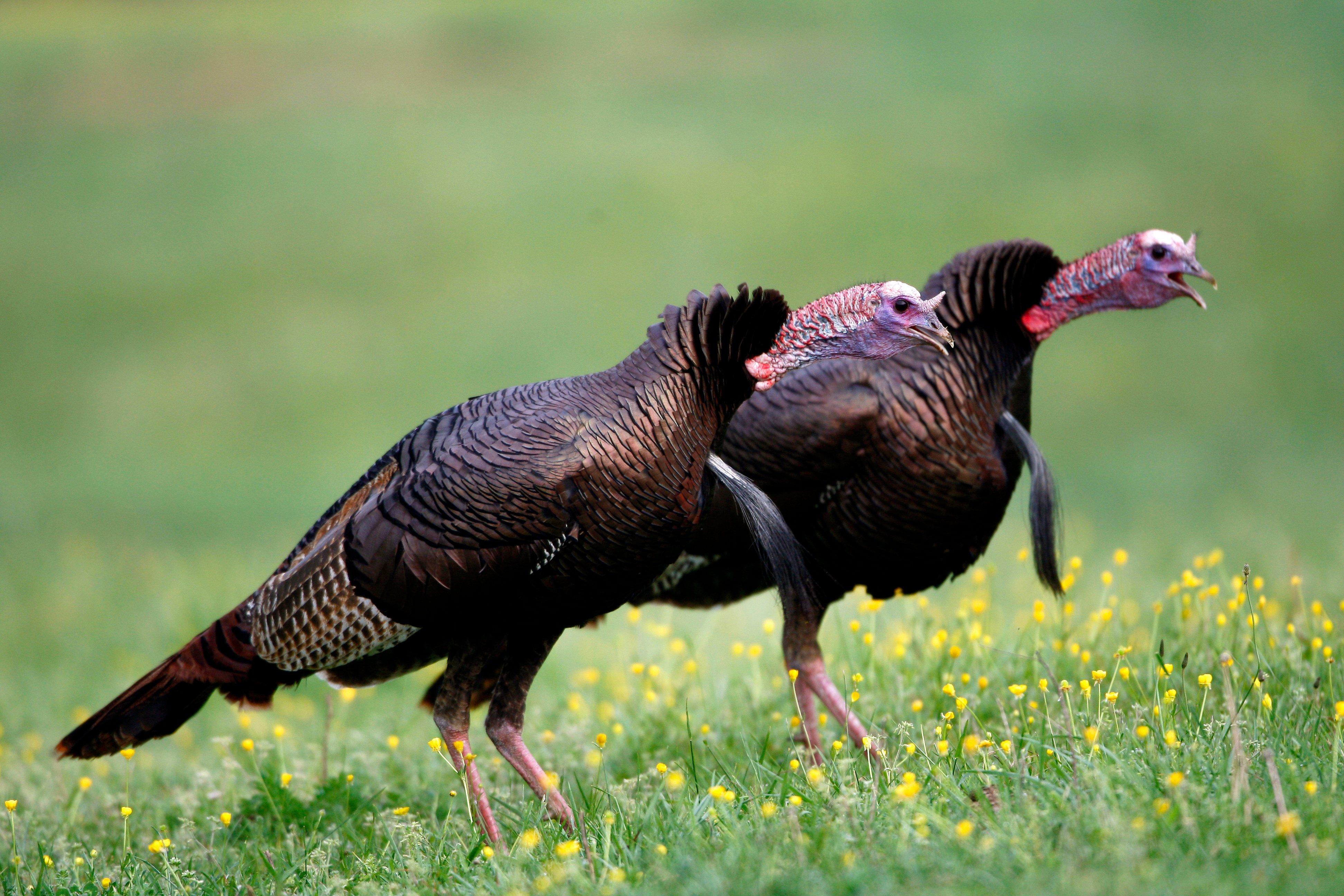 Strut Report: Deep South Gobbling Reports Varied, But Hunters Still Tagging Birds - Realtree Camo