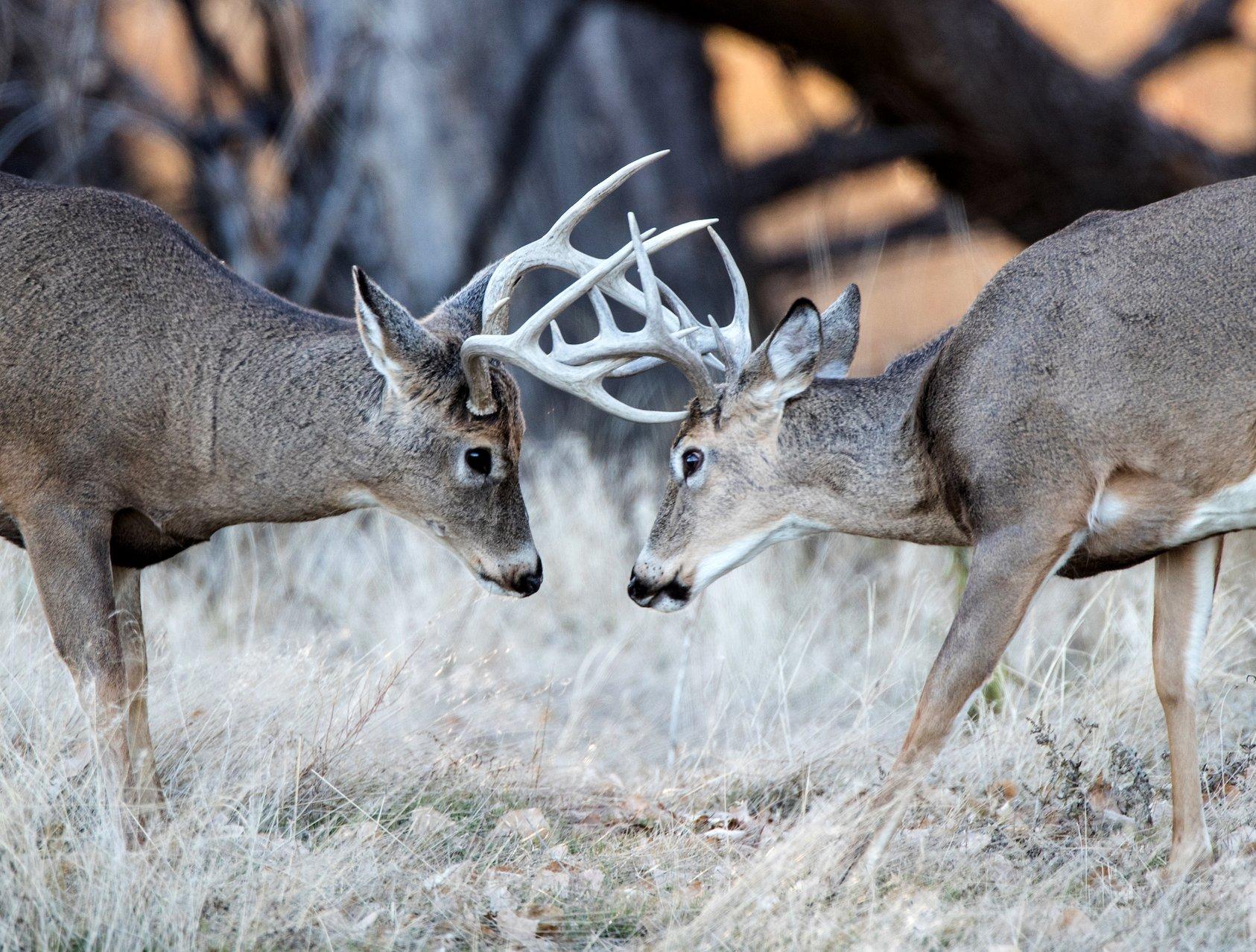 Behind the Scenes of a Whitetail Buck Fight - Realtree Camo