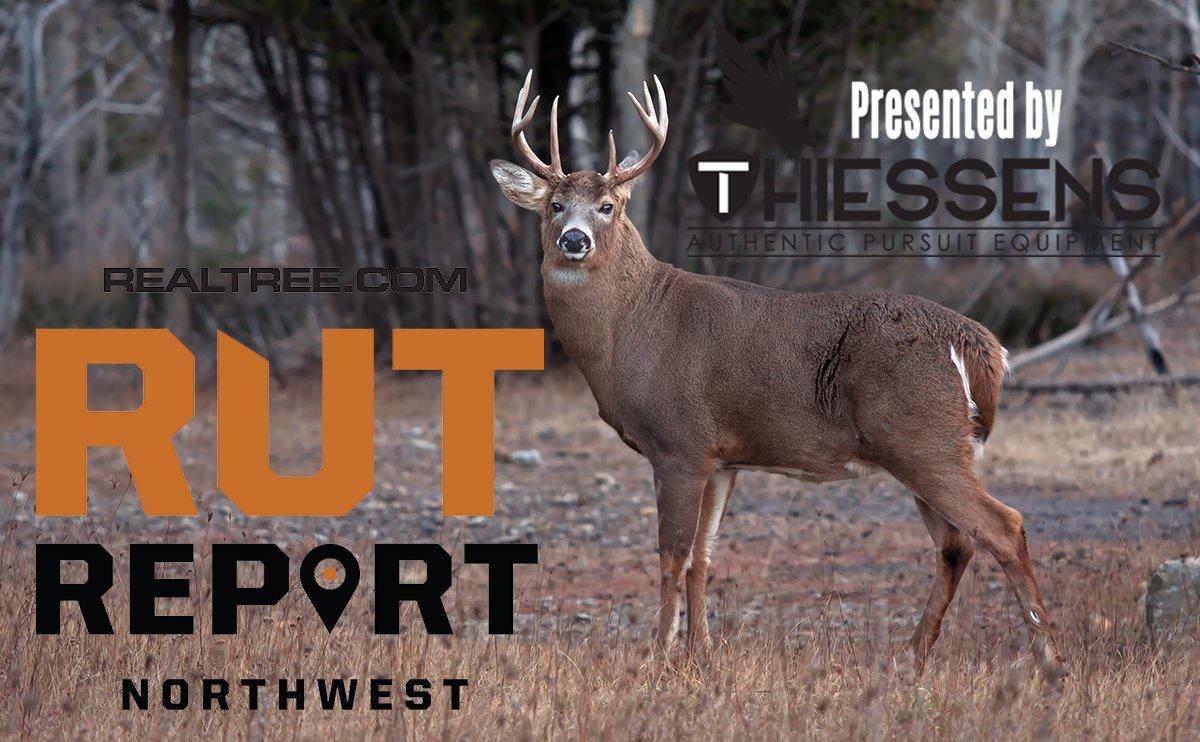 Northwest Rut Report: The Pre-Rut Is Gearing Up - Realtree Camo