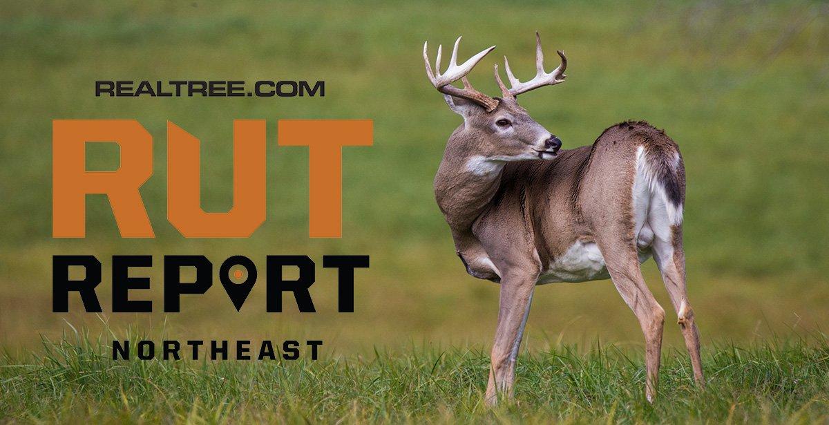 Northeast Rut Report: Peak Rut Is On! - Realtree Camo