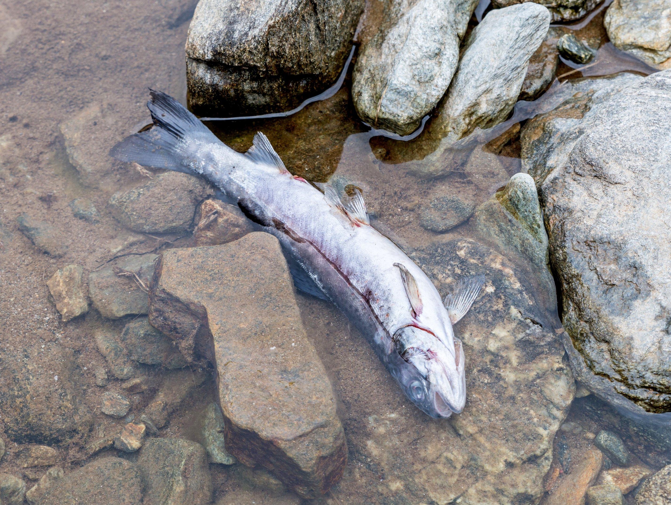 New York Cheese Factory Accused of Causing Fish Kill in Popular Trout ...