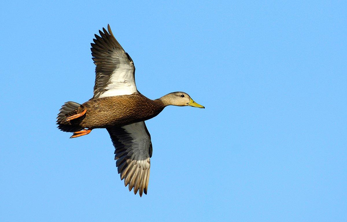Atlantic Flyway Duck Hunting Reports Mixed - Realtree Camo