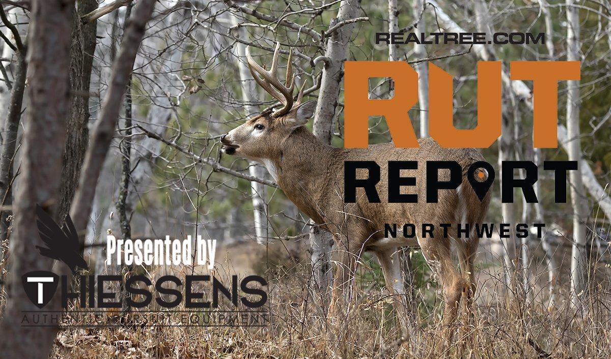 Northwest Rut Report: The Pre-Rut Is Nearing Peak Activity - Realtree Camo