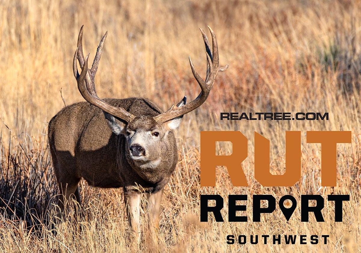 Southwest Rut Report: Mature Mule Deer Beginning to Chase - Realtree Camo