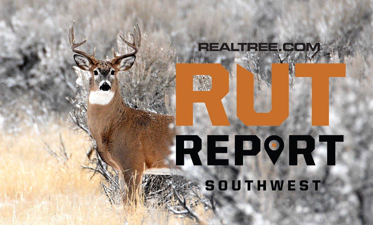 Southwest Rut Report: South Texas Rut Getting Good - Realtree Camo