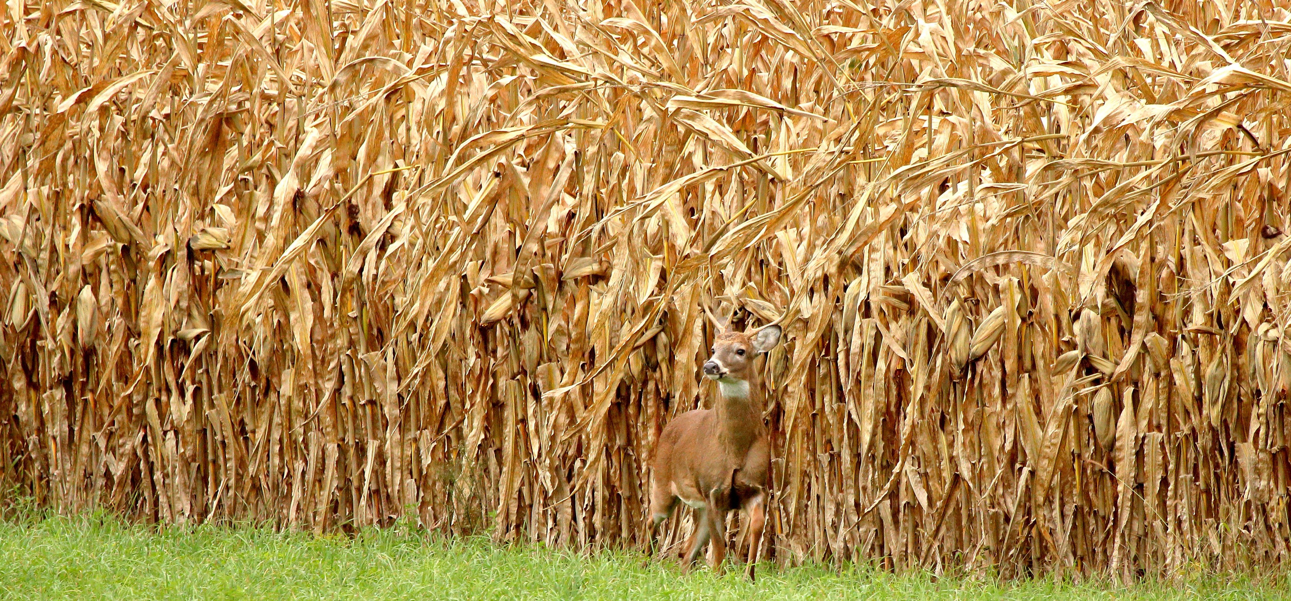 Why Standing Cornfields are Big Buck Magnets - Realtree Camo