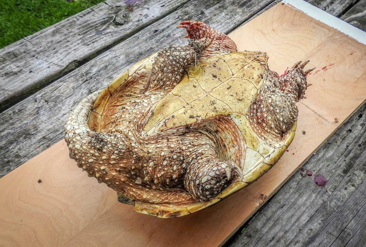 How to Skin a Snapping Turtle the Timber2Table Way - Realtree Camo