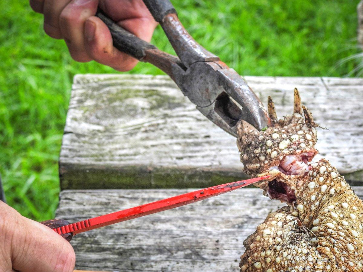 How to Skin a Snapping Turtle the Timber2Table Way - Realtree Camo