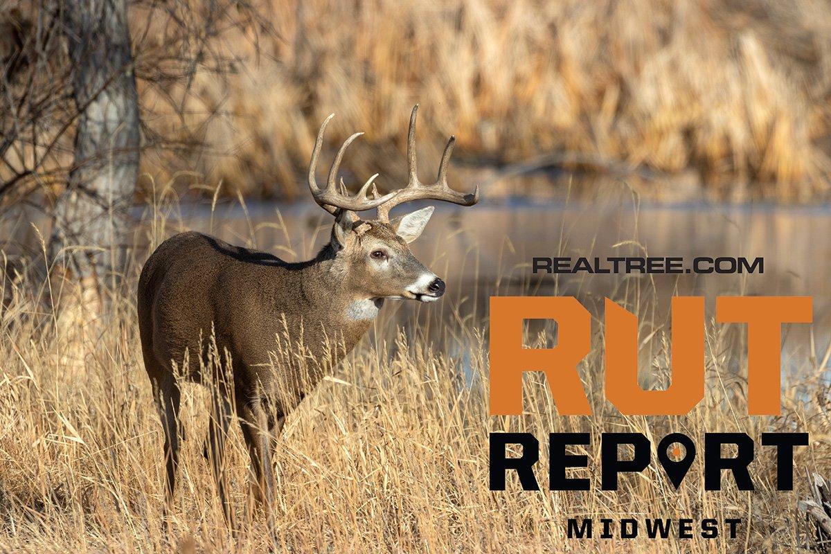 Midwest Rut Report: Rut Sign Ramping Up, Younger Bucks Nudging Does ...