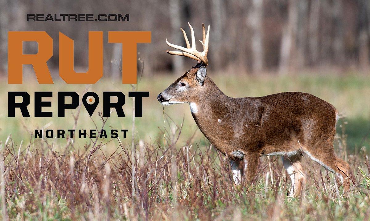 Northeast Rut Report: Pre-Rut Is Popping, but EHD Evidence Is in the ...