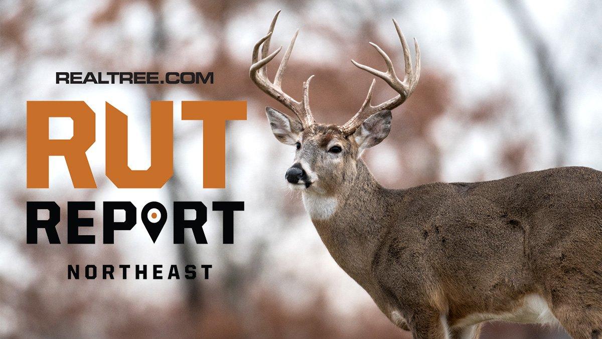 Northeast Rut Report: The Curtain Closes - Realtree Camo