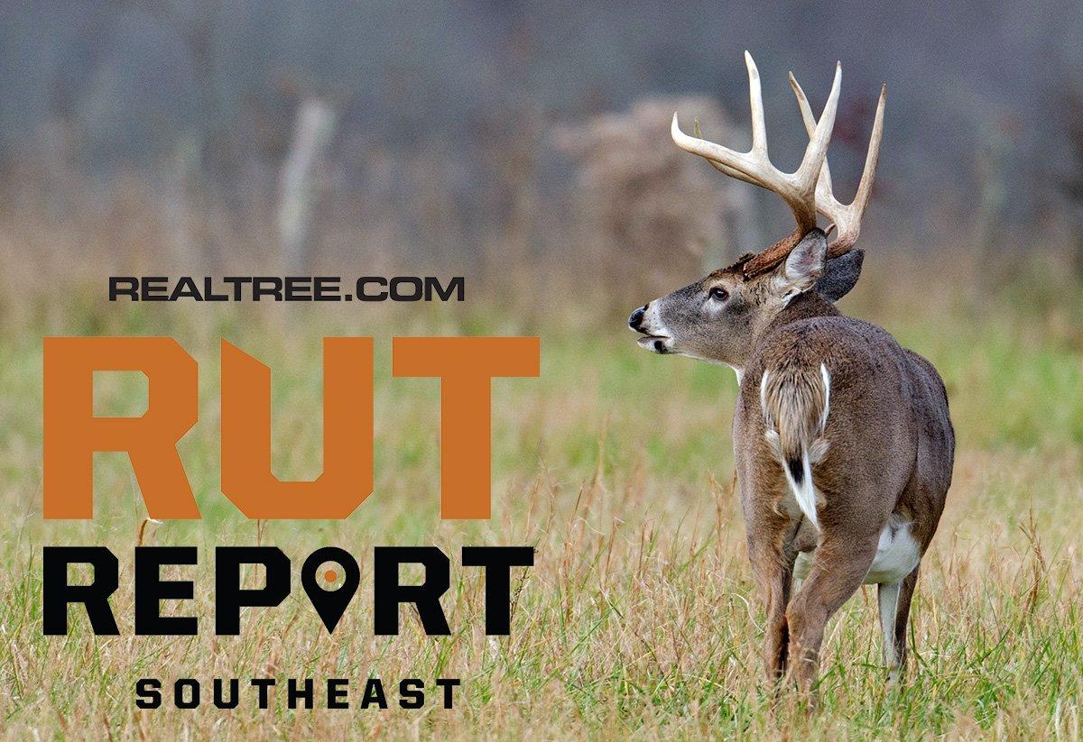 Southeast Rut Report: Scrapes on Fire, Little Bucks Cruising - Realtree ...