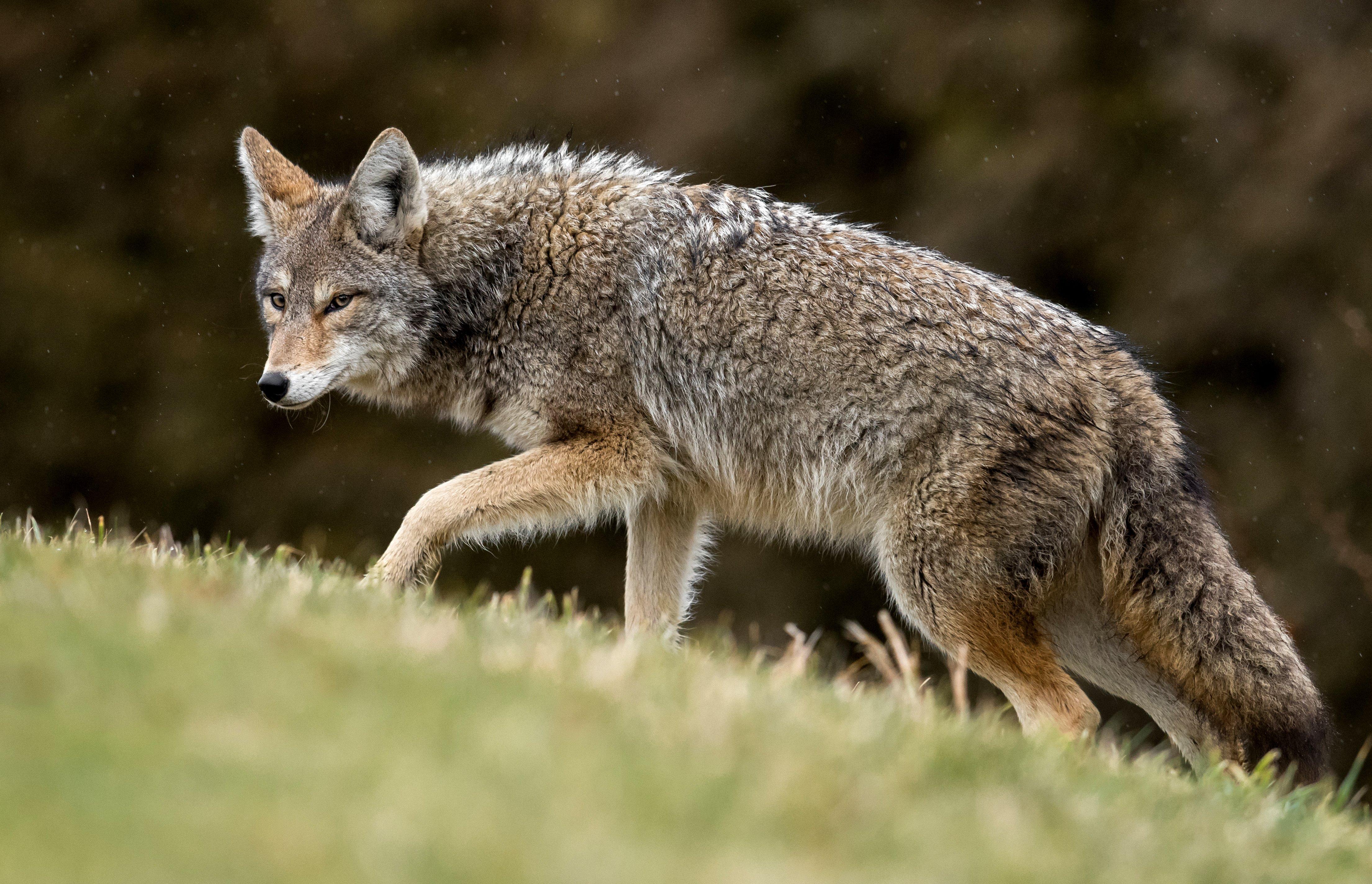 Delaware Considers Year-Round Coyote Hunting - Realtree Camo