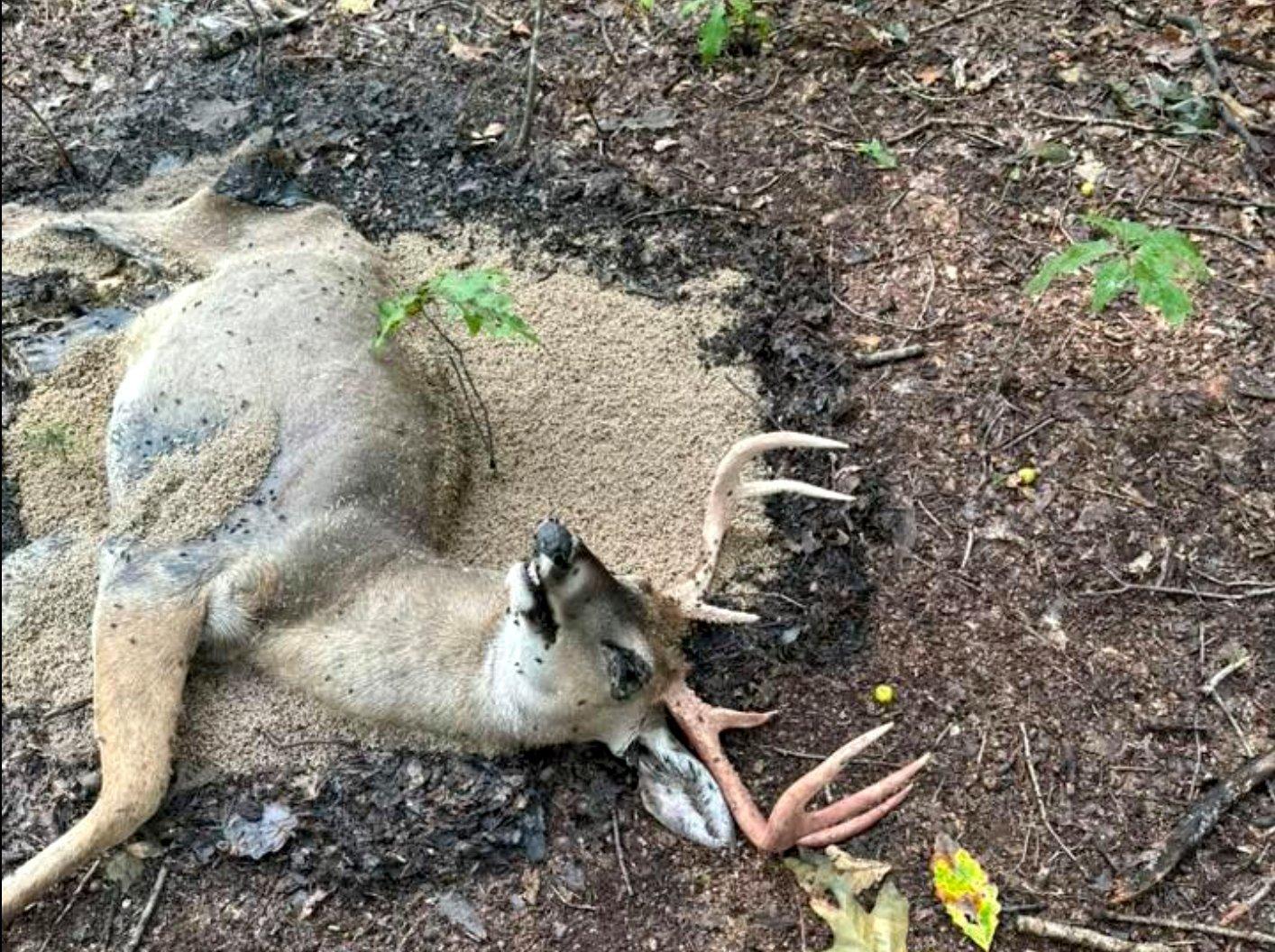 EHD Ravaging Southeastern Ohio Deer - Realtree Camo